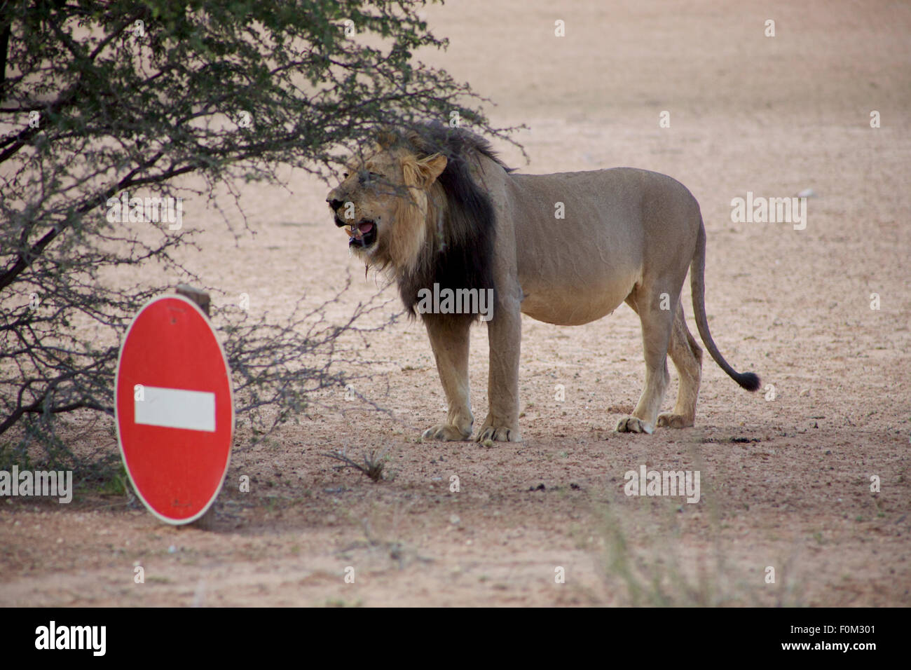 Male lion walking road hi-res stock photography and images - Alamy