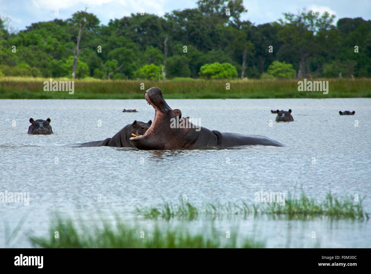 Group of hippos sitting in the water rearing Stock Photo - Alamy