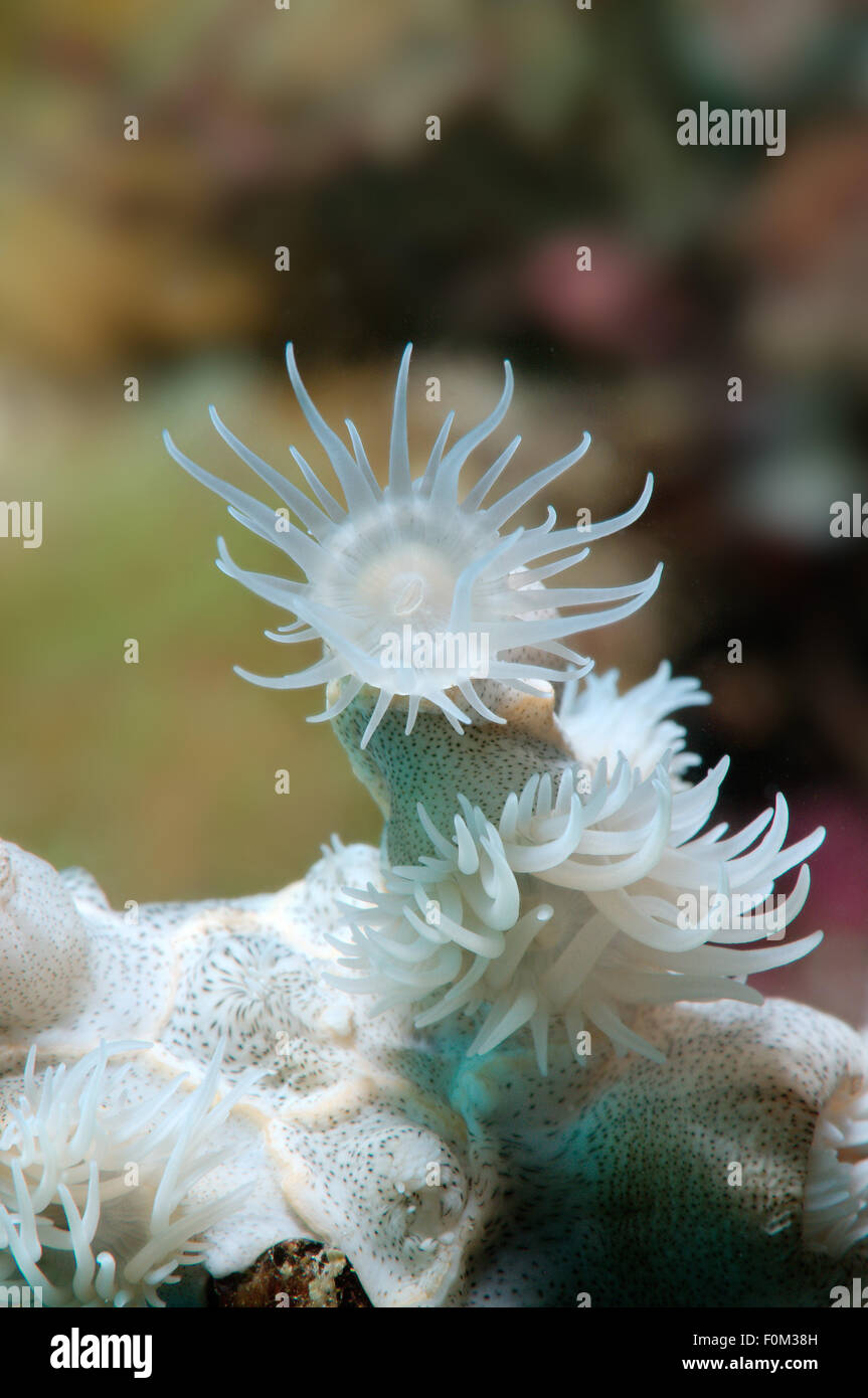 Bohol Sea, Philippines. 15th Oct, 2014. Striped Colonial Anemone ...