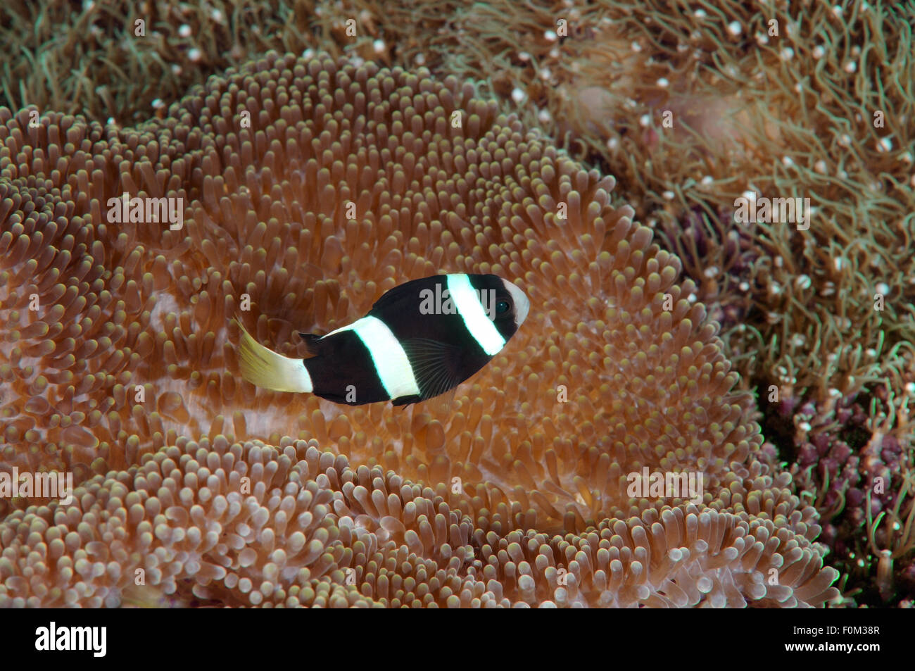 Sebae anemonenfisch hi-res stock photography and images - Alamy