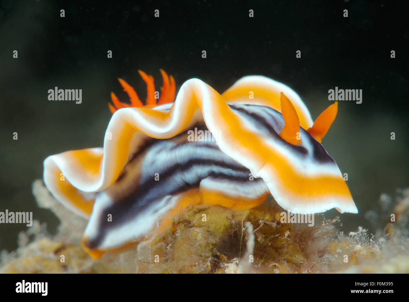 Bohol Sea, Philippines. 15th Oct, 2014. nudibranch or sea slug ...