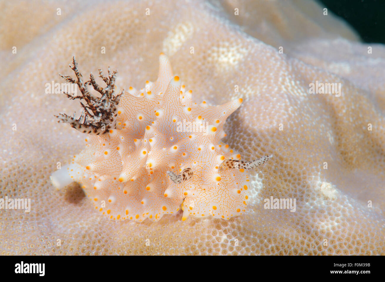Bohol Sea, Philippines. 15th Oct, 2014. sea slug or nudibranch ...