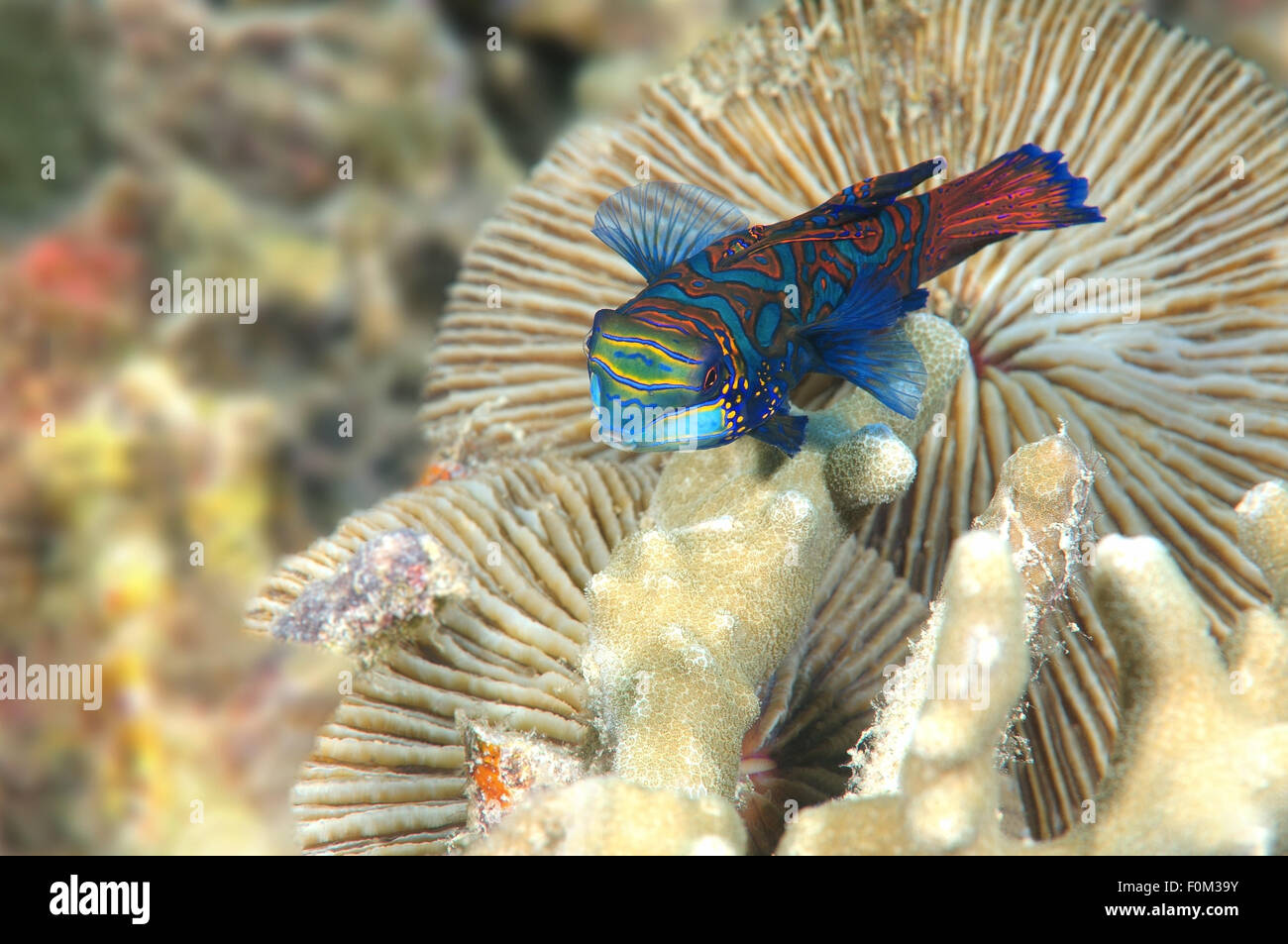 Bohol Sea, Philippines. 15th Oct, 2014. mandarinfish or mandarin ...