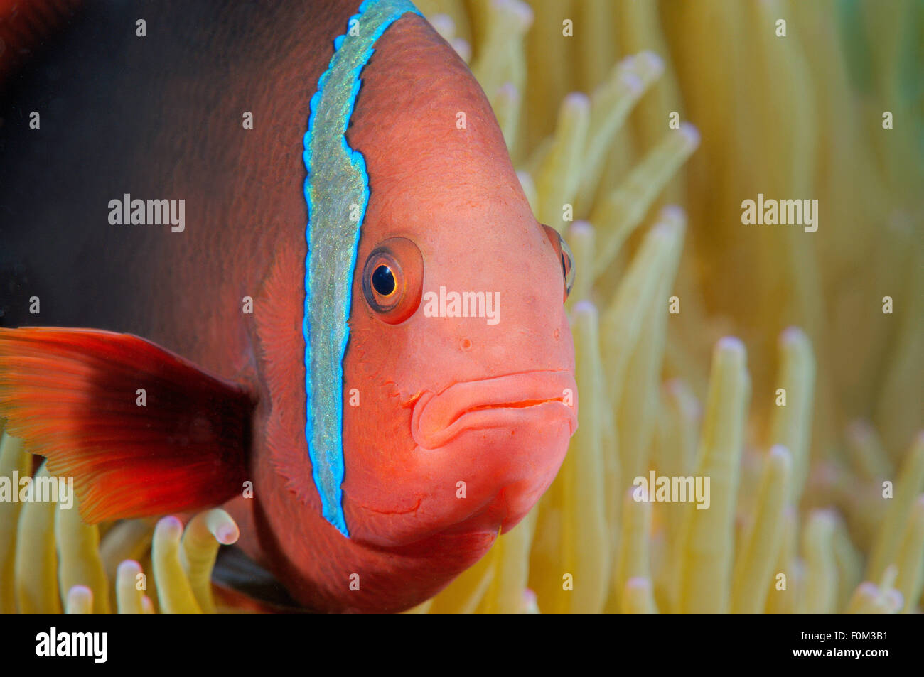 Fire clownfish hi-res stock photography and images - Alamy