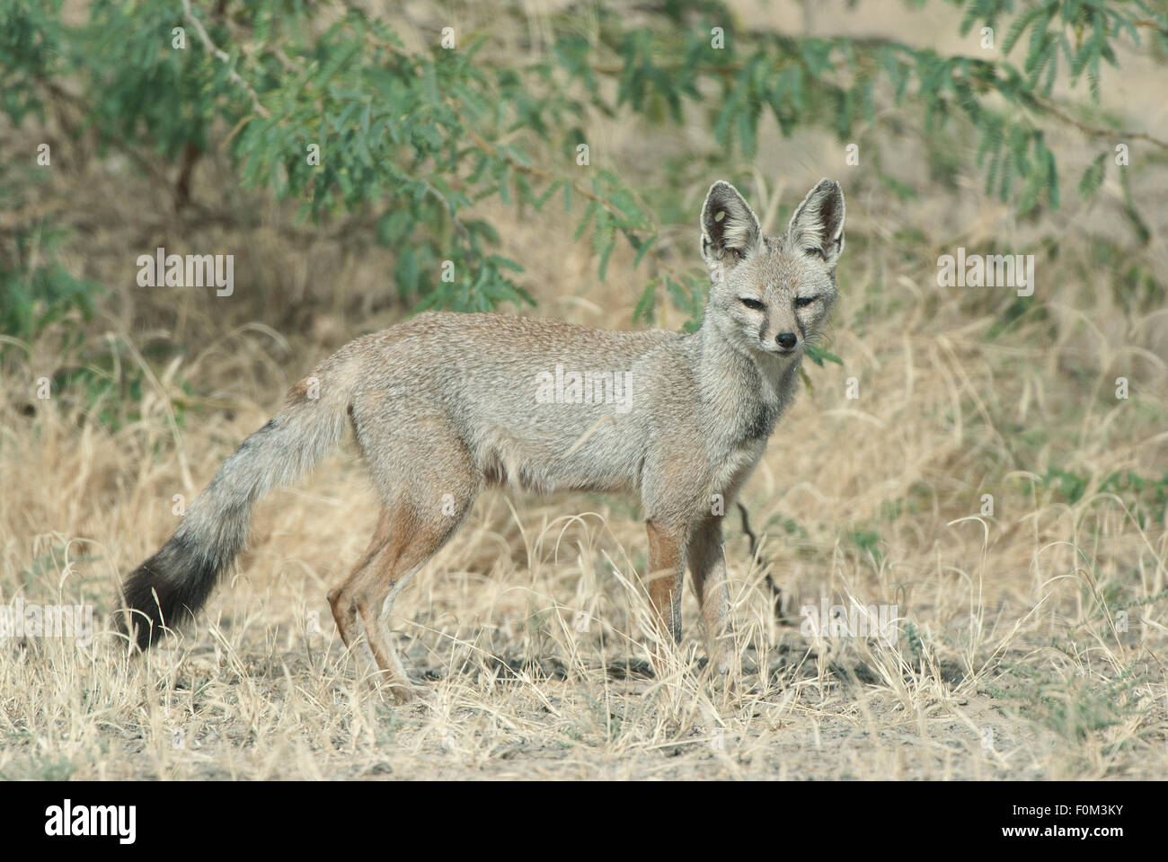 Indian fox hi-res stock photography and images - Alamy