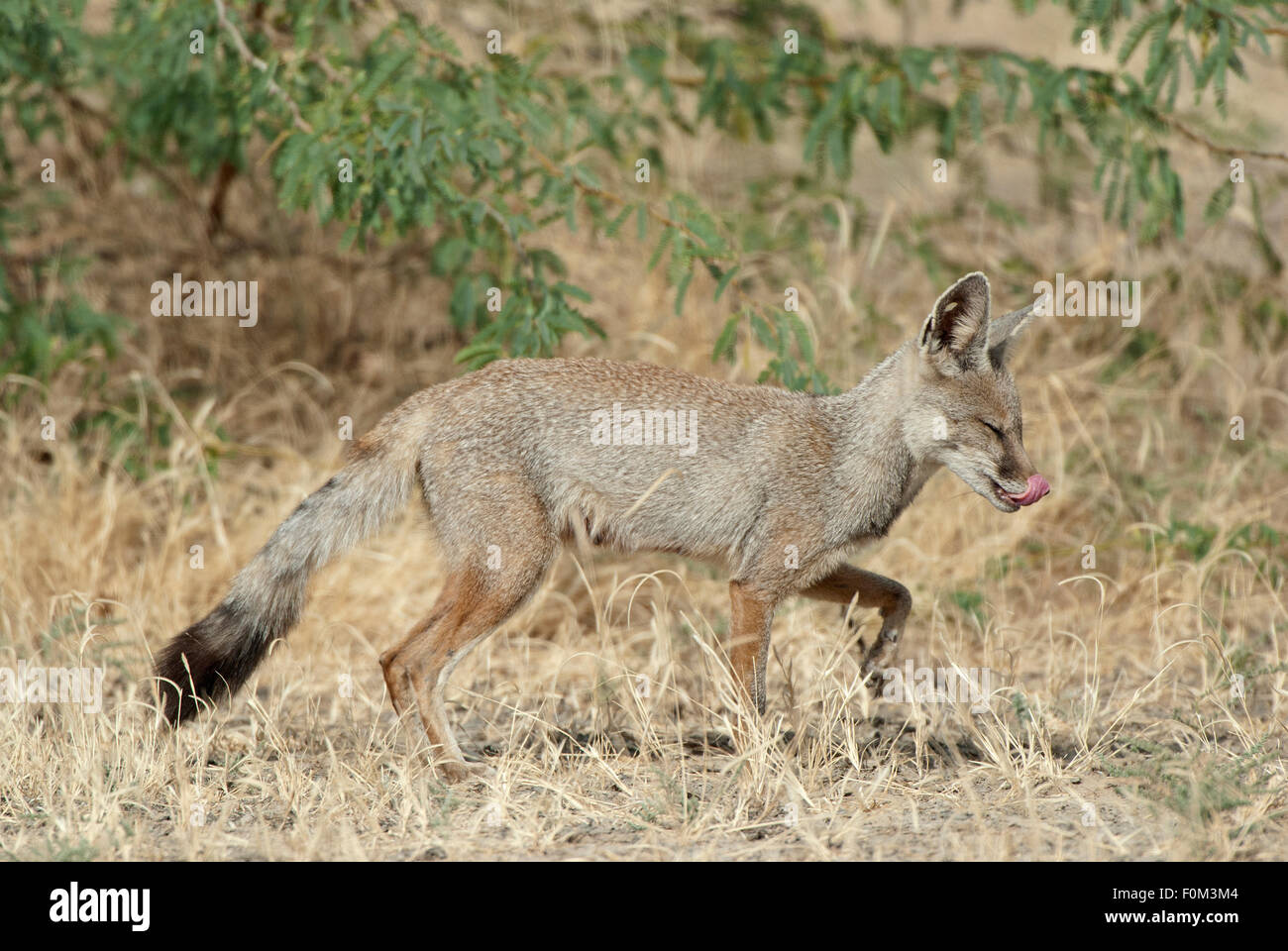 Indian fox hi-res stock photography and images - Alamy