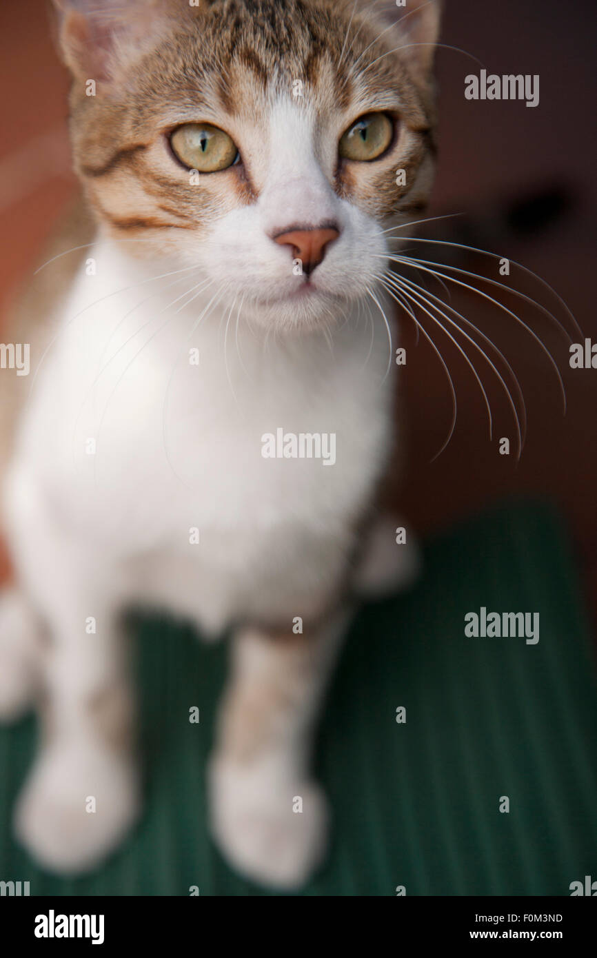 Wide Eyed Cat Nutella