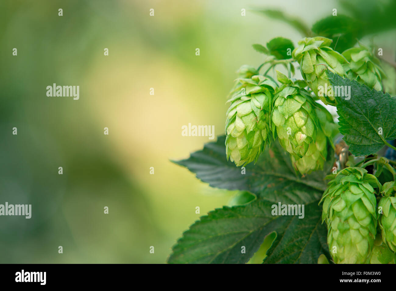 detail of hop cones in the hop field, place for text Stock Photo - Alamy