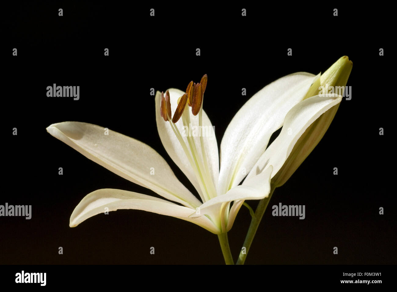 Lilien hintergrund hi-res stock photography and images - Alamy