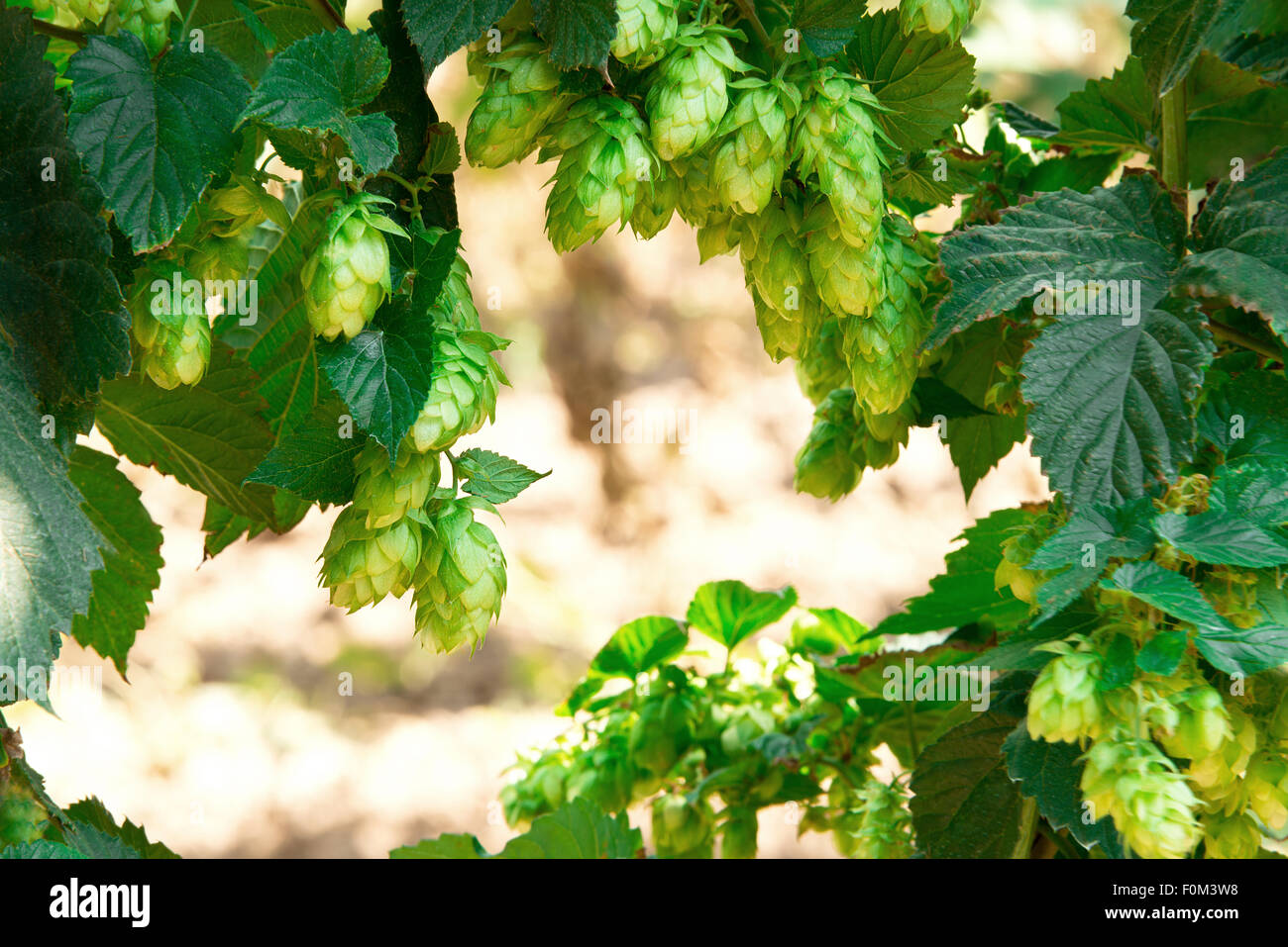 detail of hop cones in the hop field Stock Photo - Alamy