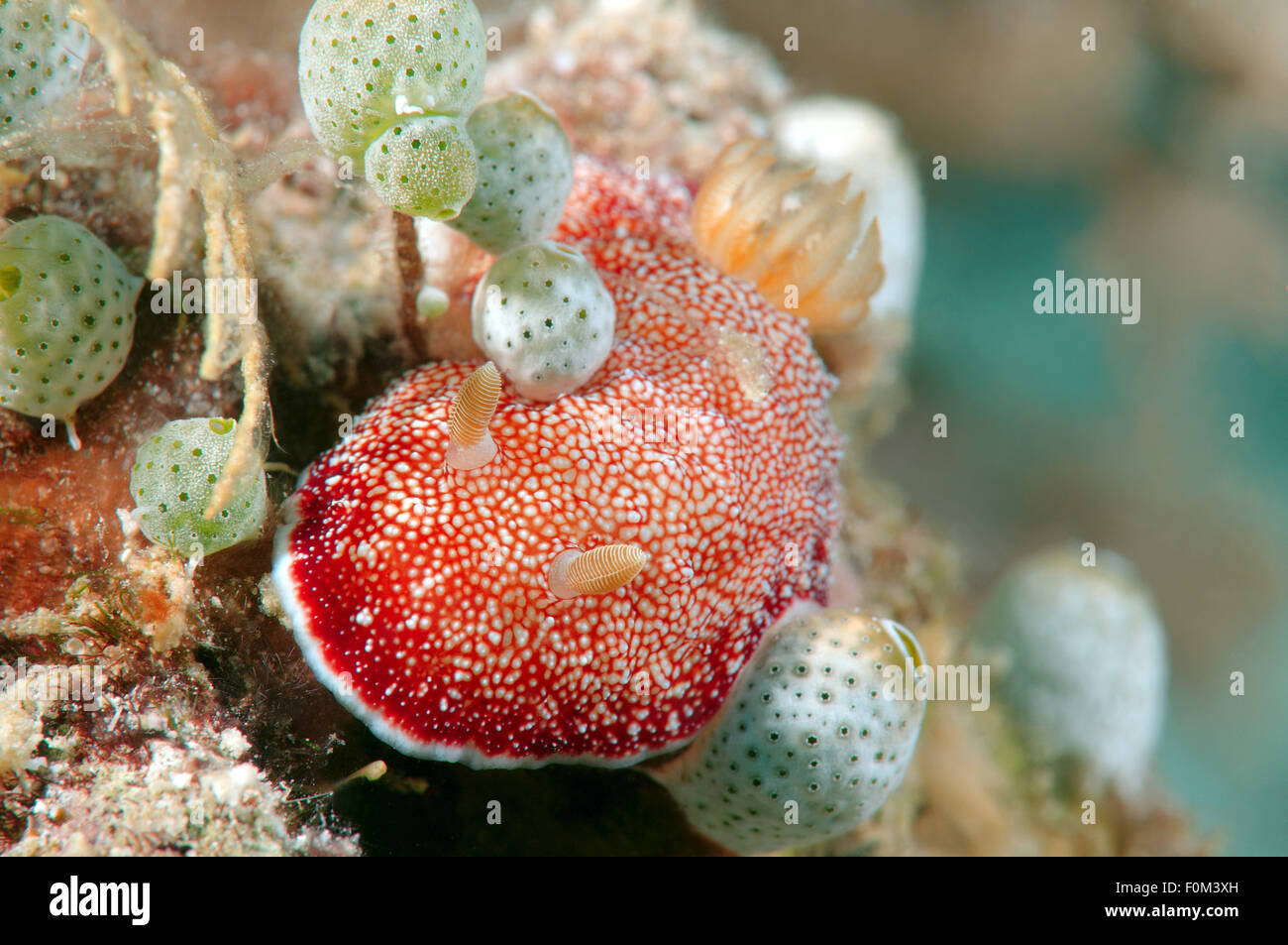 Chromodoris reticulata sea slug hi-res stock photography and images - Alamy