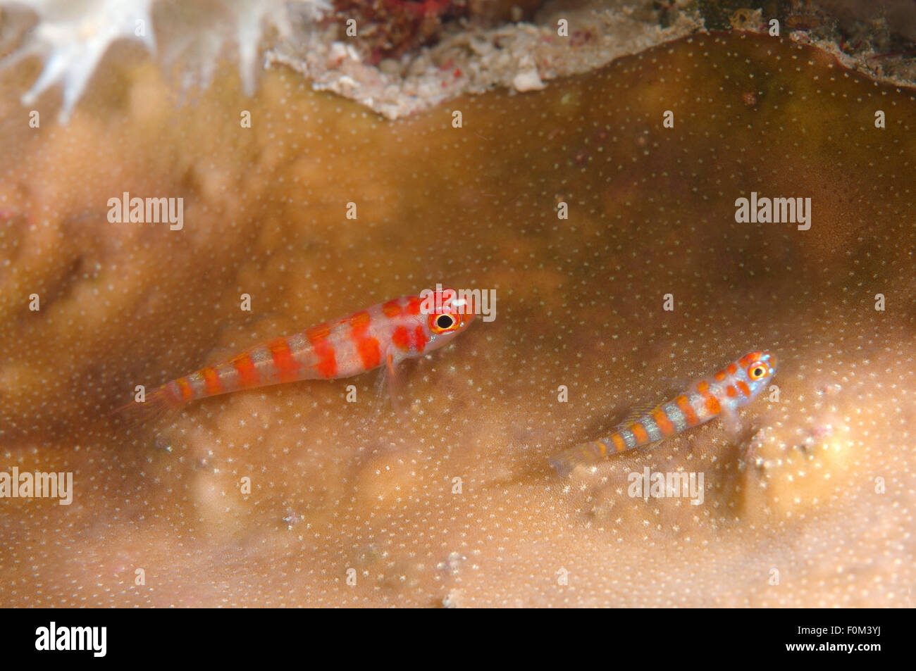 Bohol Sea, Philippines. 15th Oct, 2014. Candy cane pygmy-goby or ...