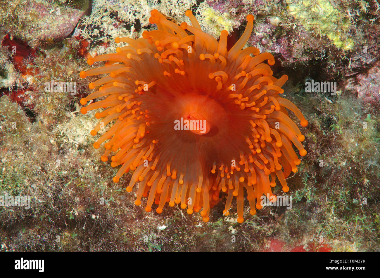 Rose sea anemone hi-res stock photography and images - Alamy