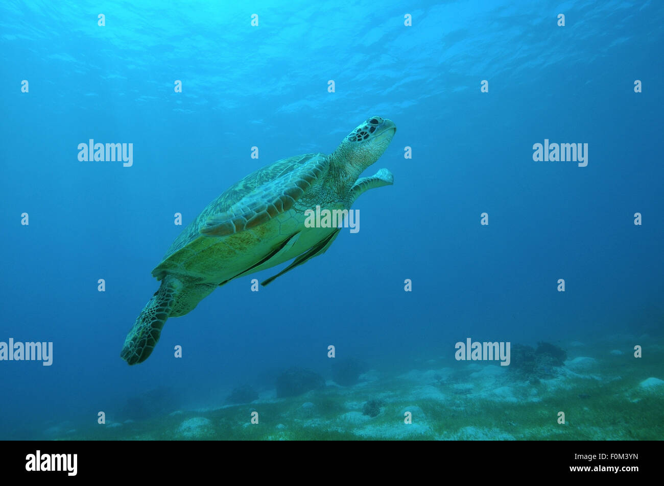 Bohol Sea, Philippines. 15th Oct, 2014. green sea turtle, green turtle ...