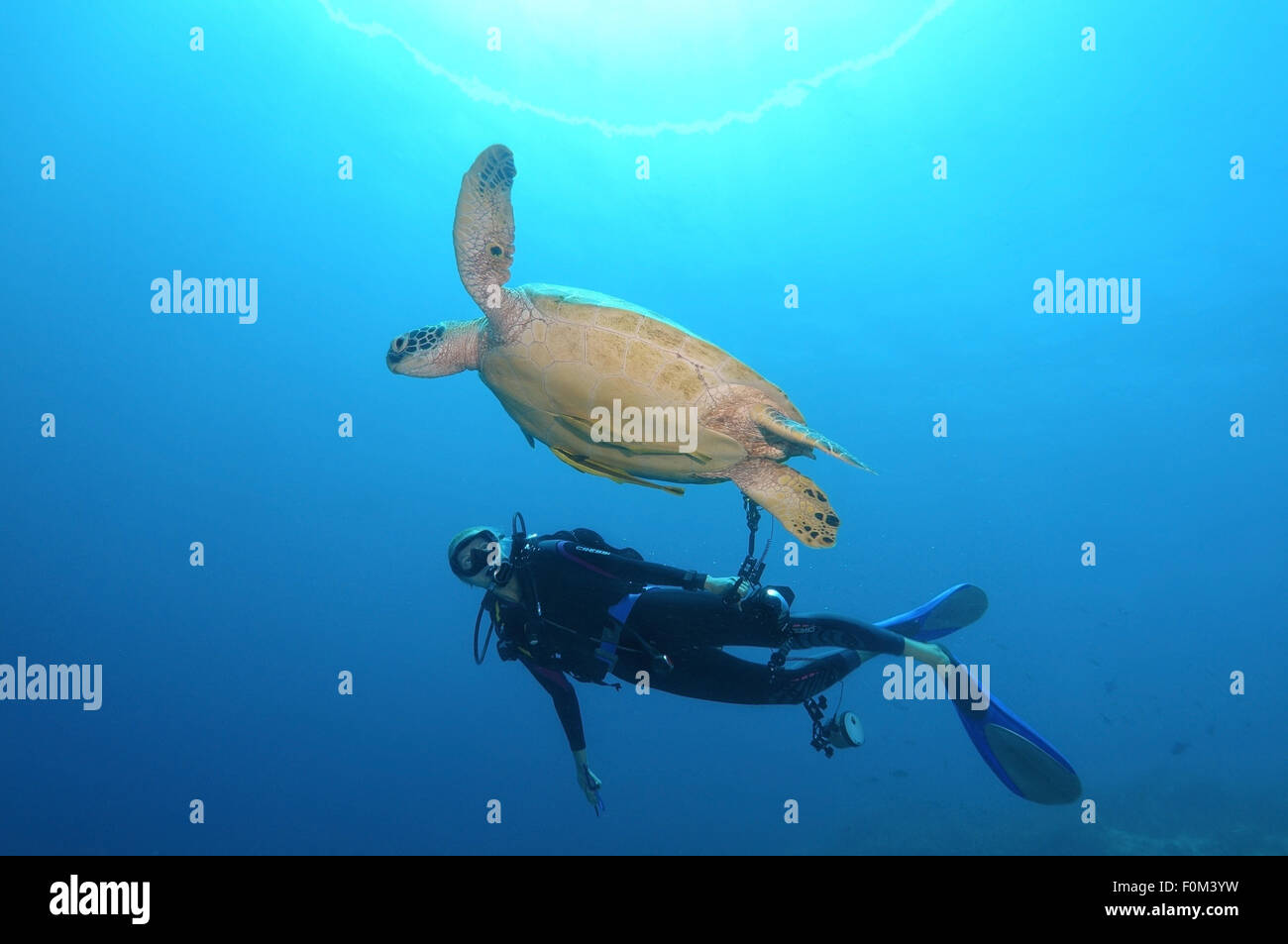 Bohol Sea, Philippines. 15th Oct, 2014. Diver looking at a green sea ...