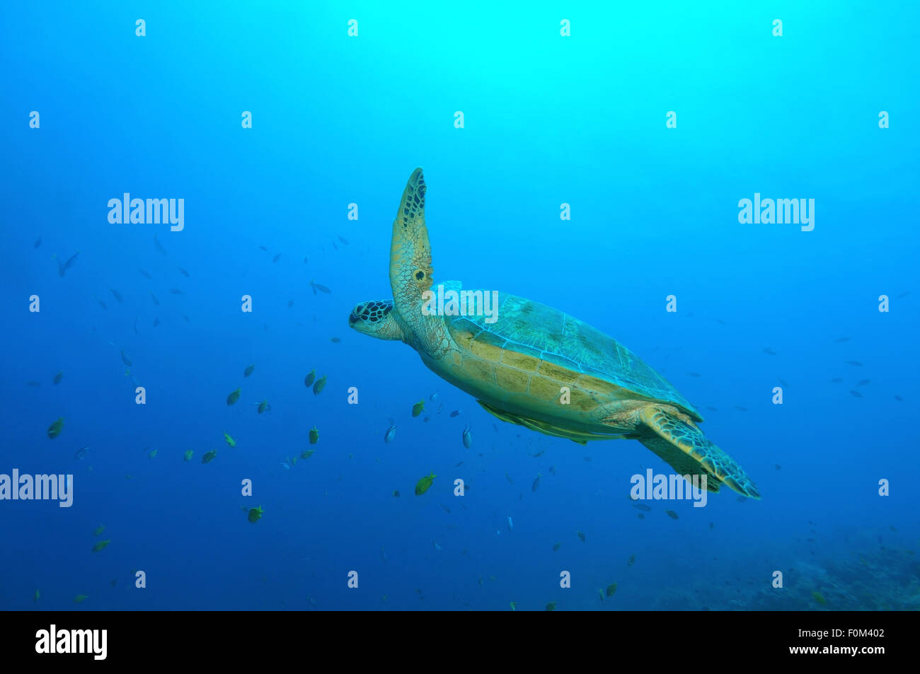 Oct. 15, 2014 - Bohol Sea, Philippines - green sea turtle, green turtle ...
