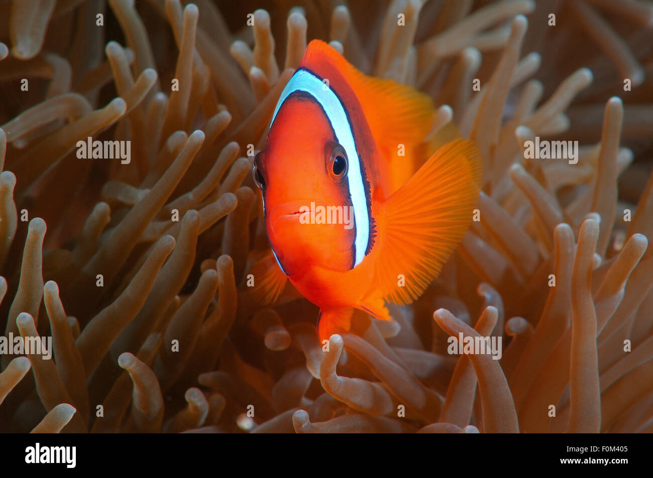 Oct. 15, 2014 - Bohol Sea, Philippines - Red Anemonefish or Australian ...