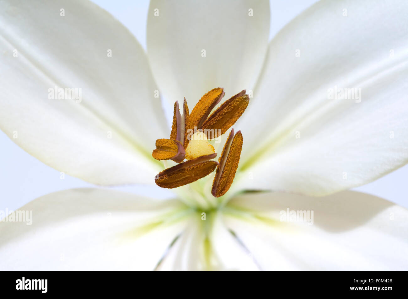 Lilien hintergrund hi-res stock photography and images - Alamy