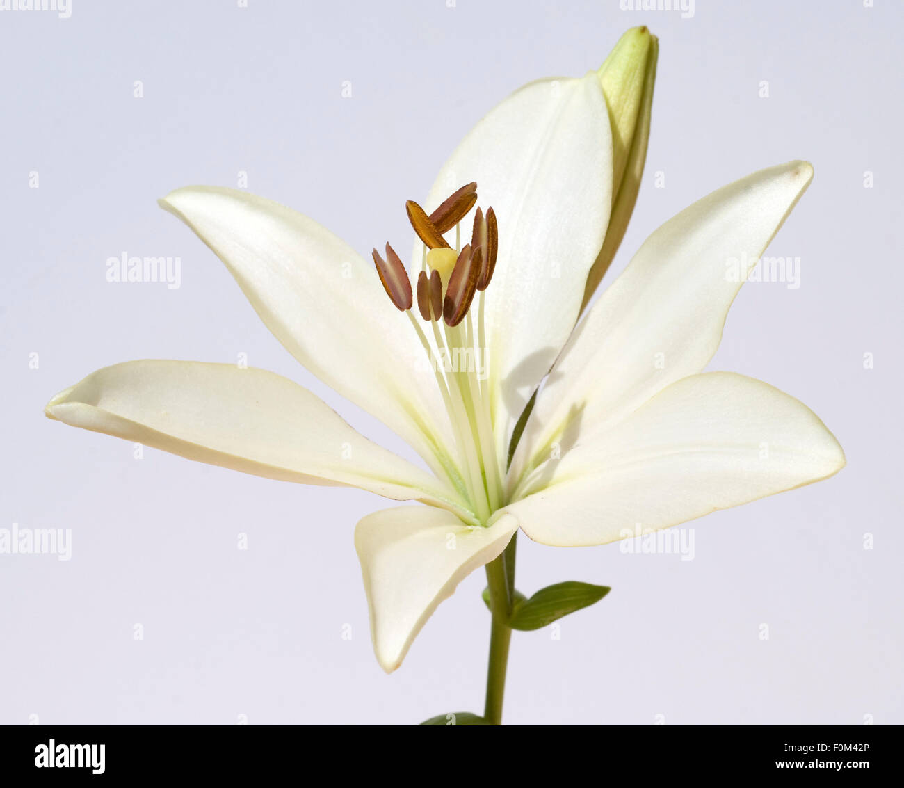 Lilien hintergrund hi-res stock photography and images - Alamy