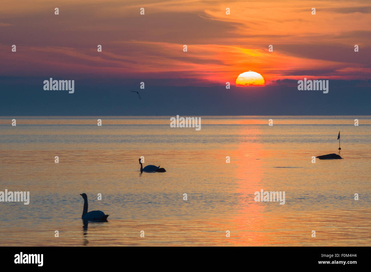 Two swans silhouettes in the beautiful sunset over the sea Stock Photo ...