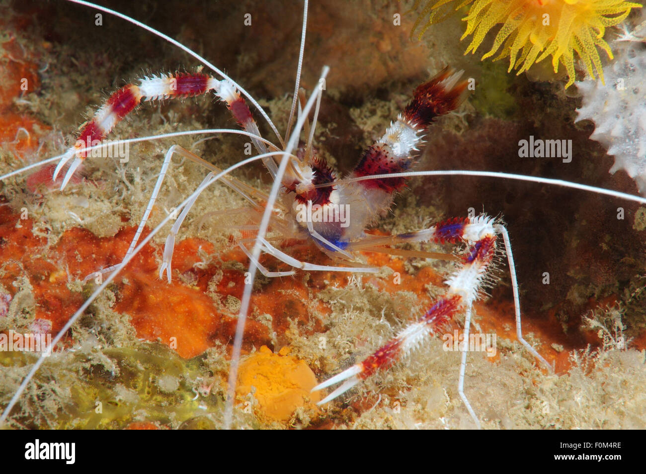 Coral banded shrimps stenopus hi-res stock photography and images - Alamy