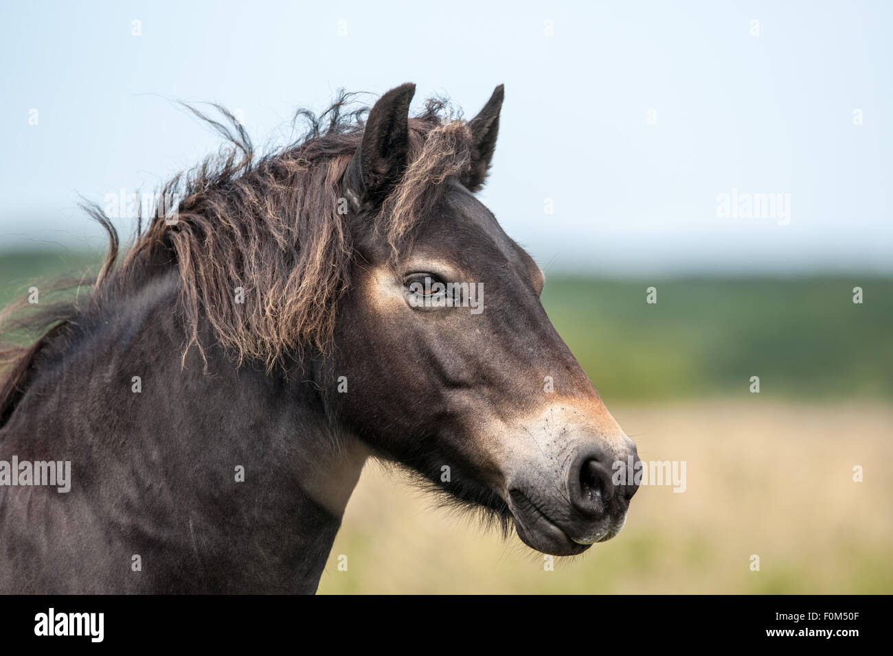 Wild Exmoor Pony Stock Photo - Alamy