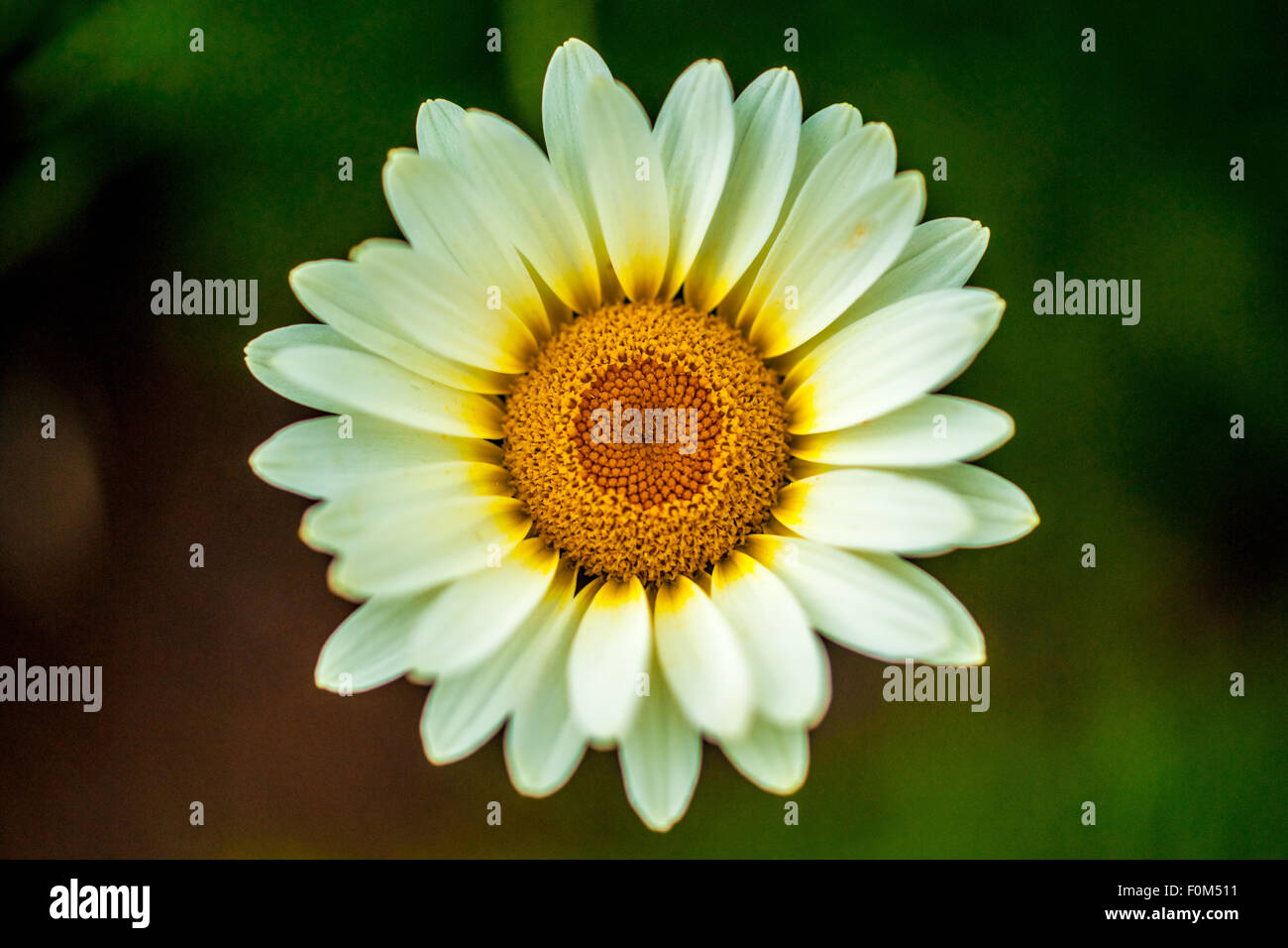 Daisy plain hi-res stock photography and images - Alamy