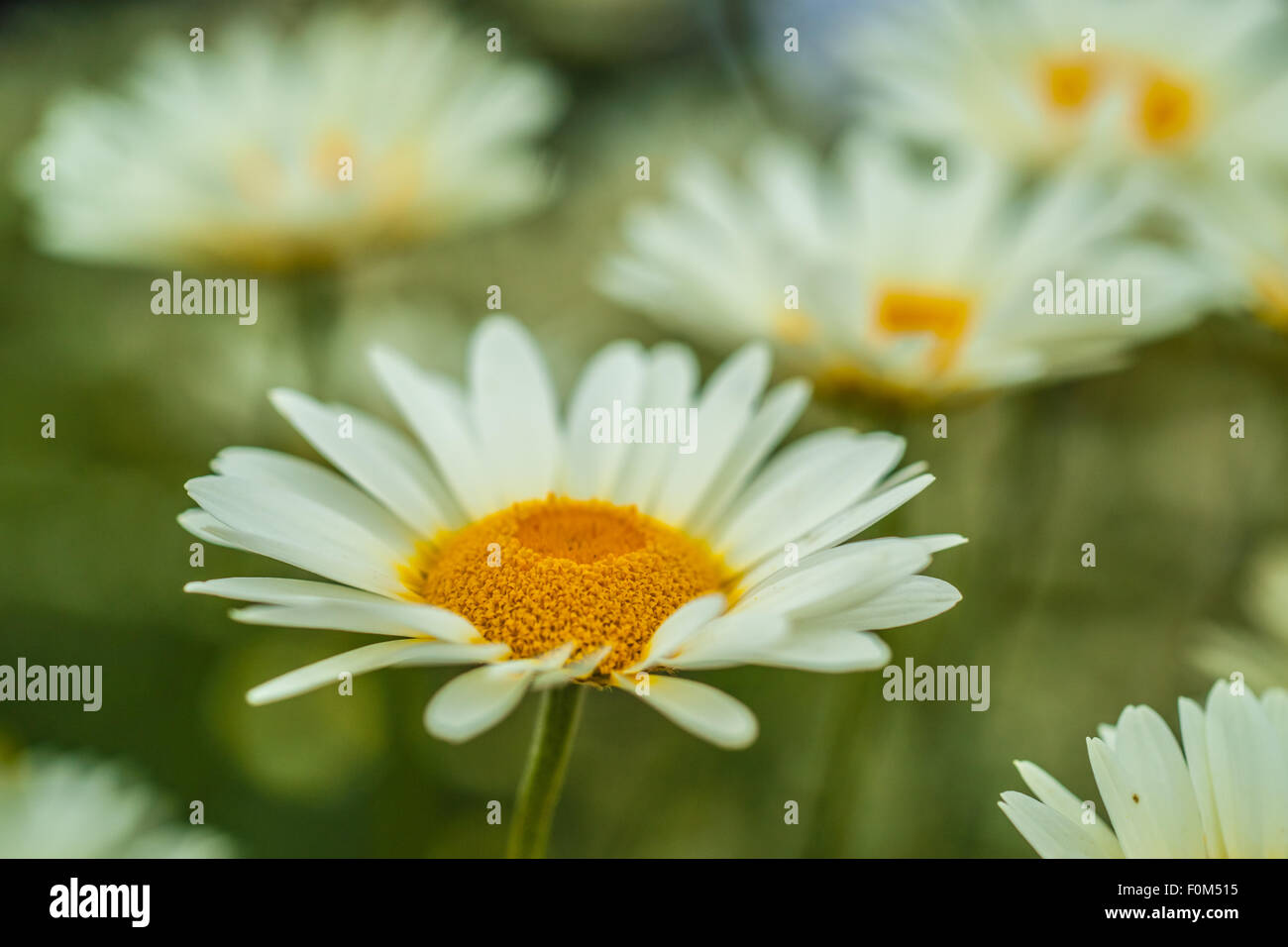 Daisy plain hi-res stock photography and images - Alamy