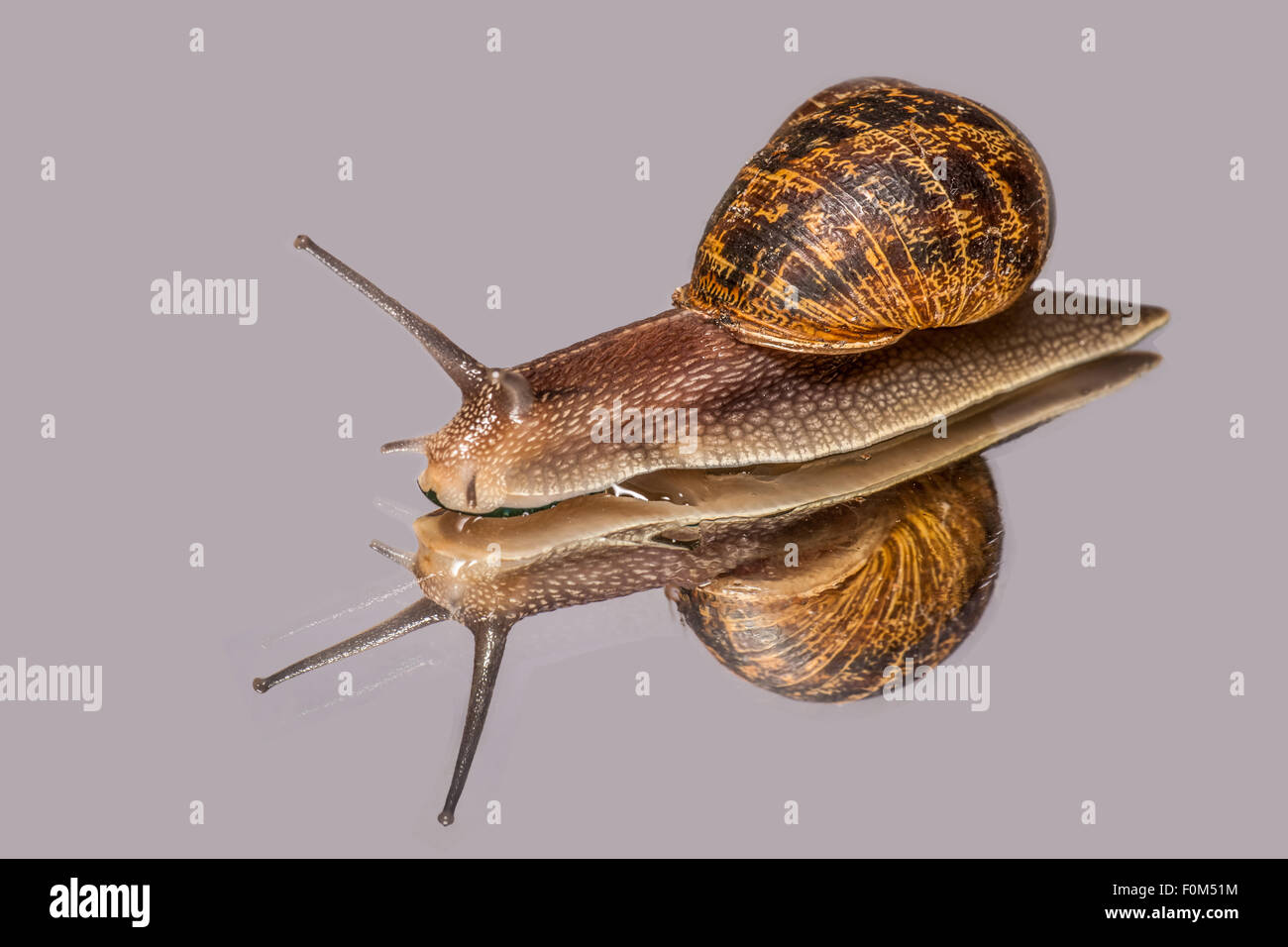 Garden Snail : Cornu aspersum Stock Photo - Alamy