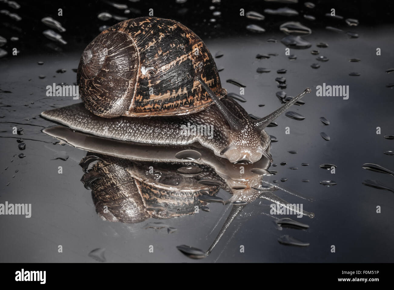 Cornu escargot hi-res stock photography and images - Alamy