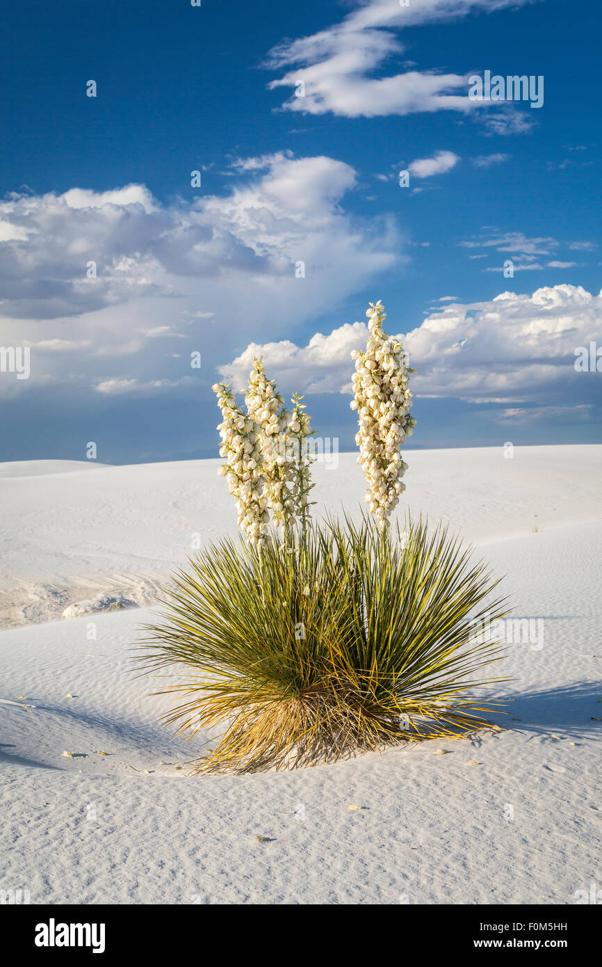 Blooming yucca plants in the white gypsum dunes of the White Sands ...