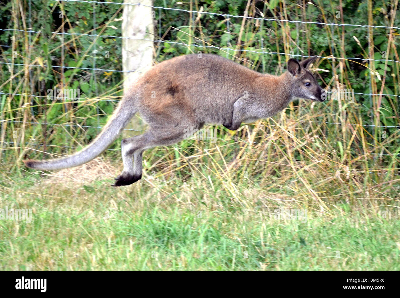 Kangaroo fence hi-res stock photography and images - Alamy