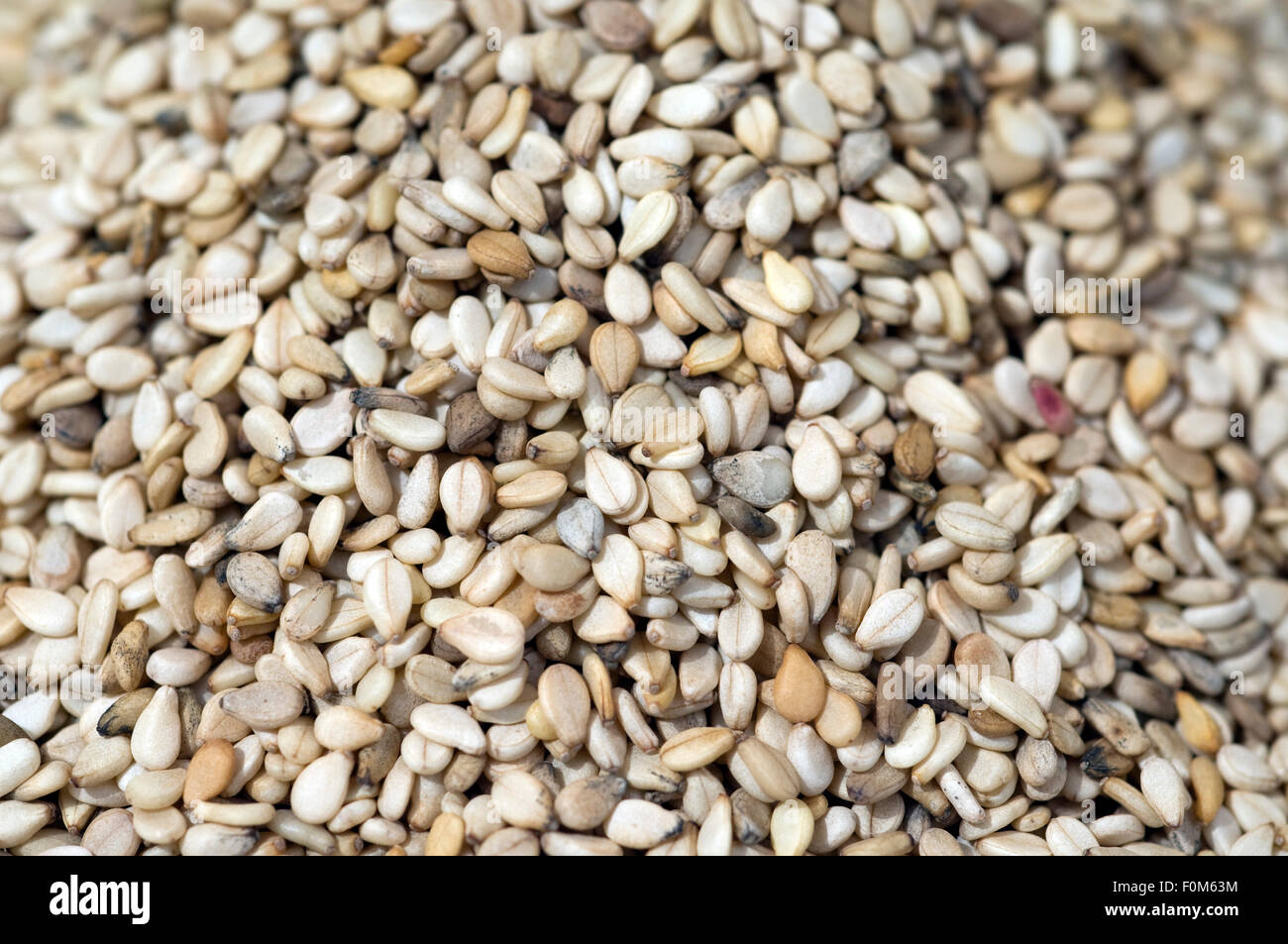 Sesamsamen; Sesam; Sesamum indicum Stock Photo - Alamy