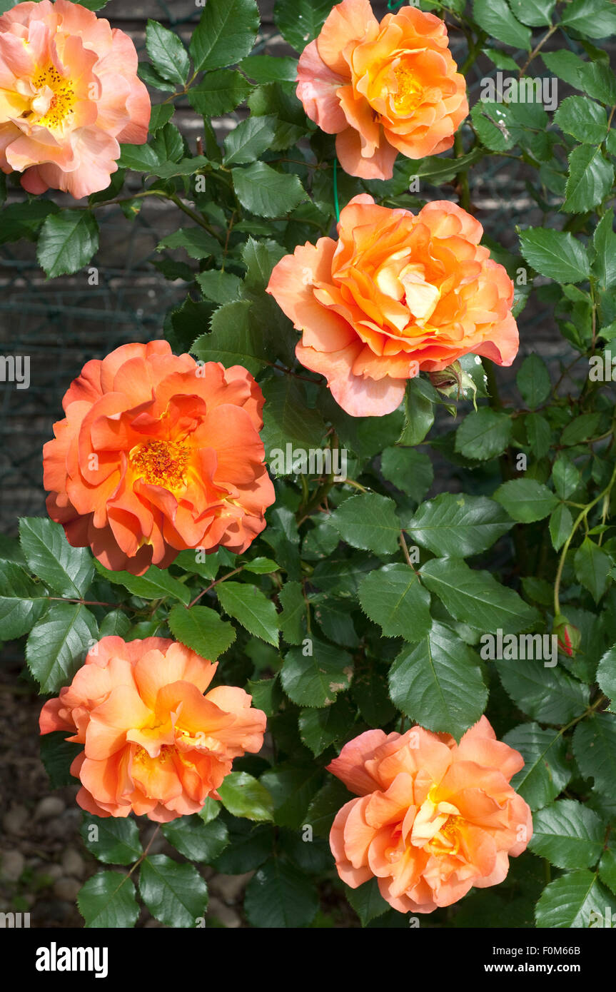 Westerland rose hi-res stock photography and images - Alamy