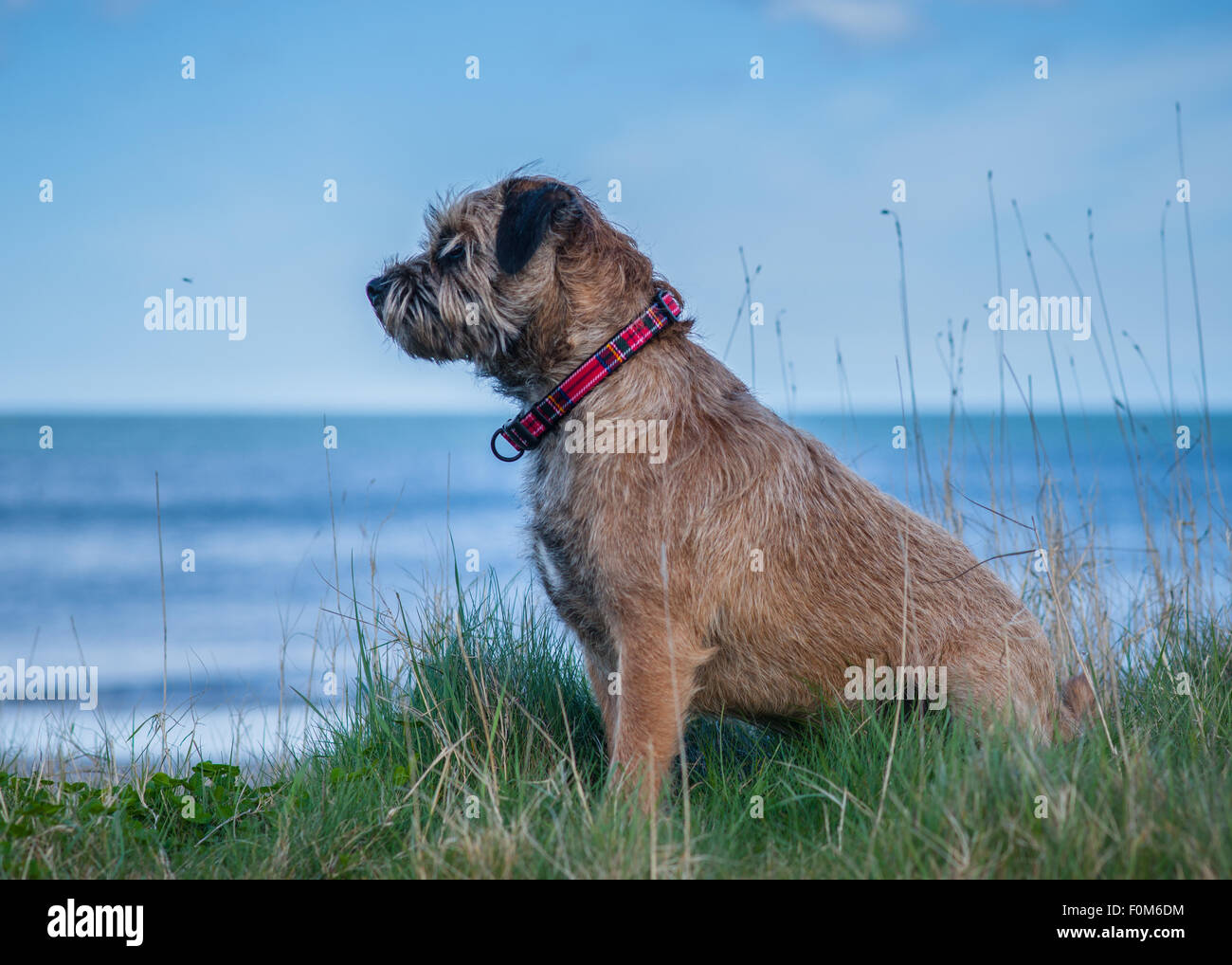 Scottish terrier puppy dog hi-res stock photography and images - Alamy