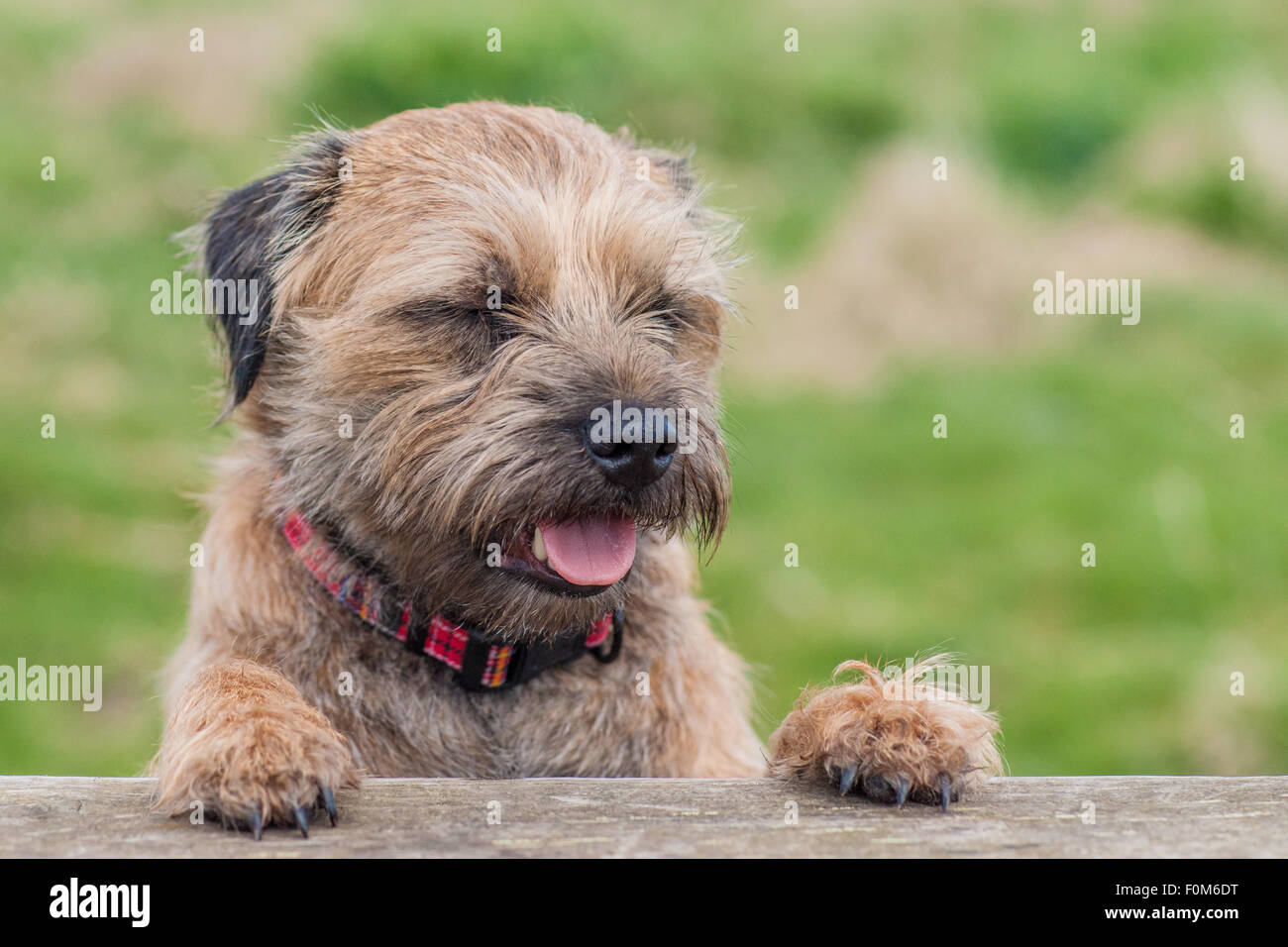 Cute Border Terrier Puppy High Resolution Stock Photography and Images ...