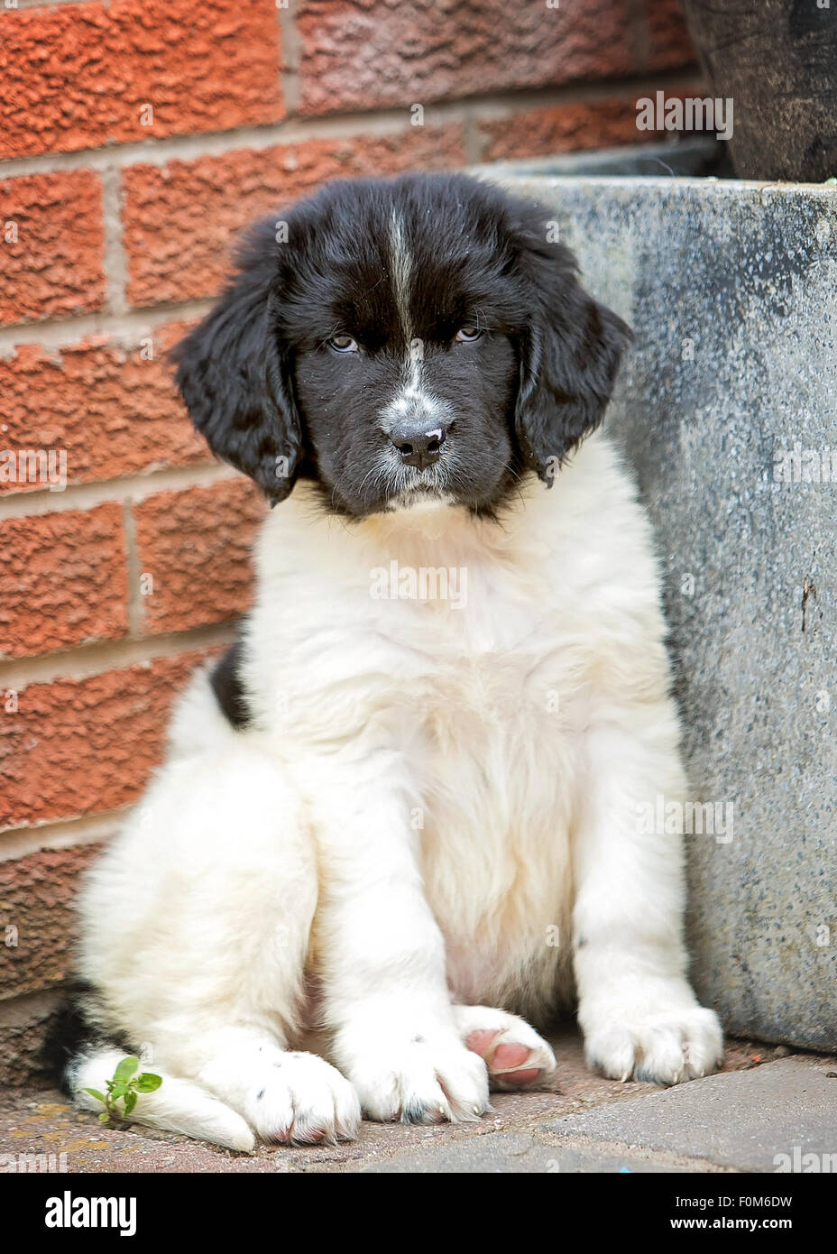 Landseer, Newfoundland, Puppy, Sit Stock Photo - Alamy