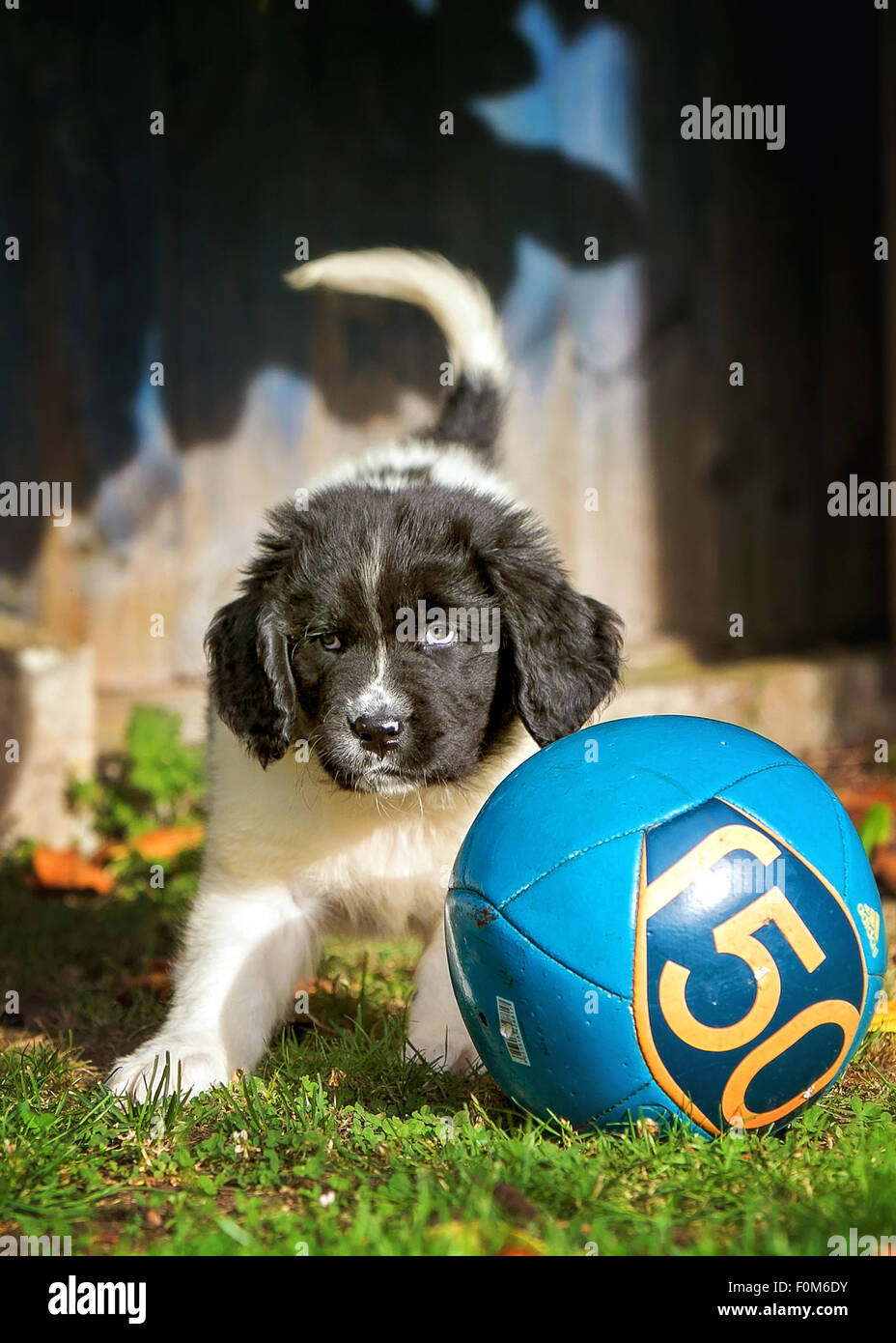 Landseer Newfoundland puppy Stock Photo - Alamy
