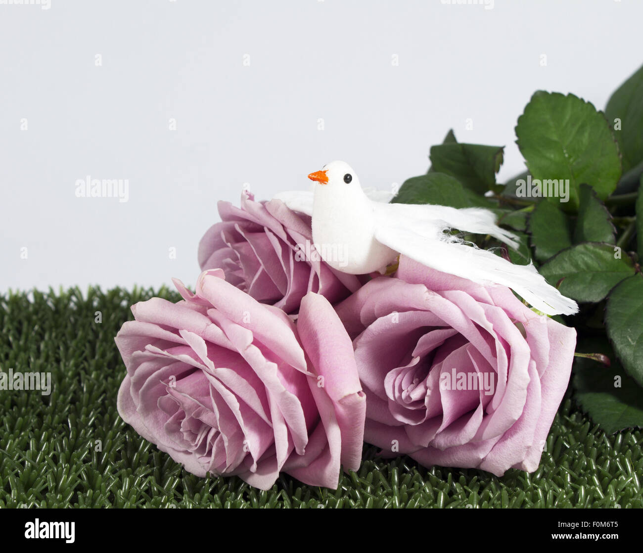 White dove with pink roses Stock Photo - Alamy