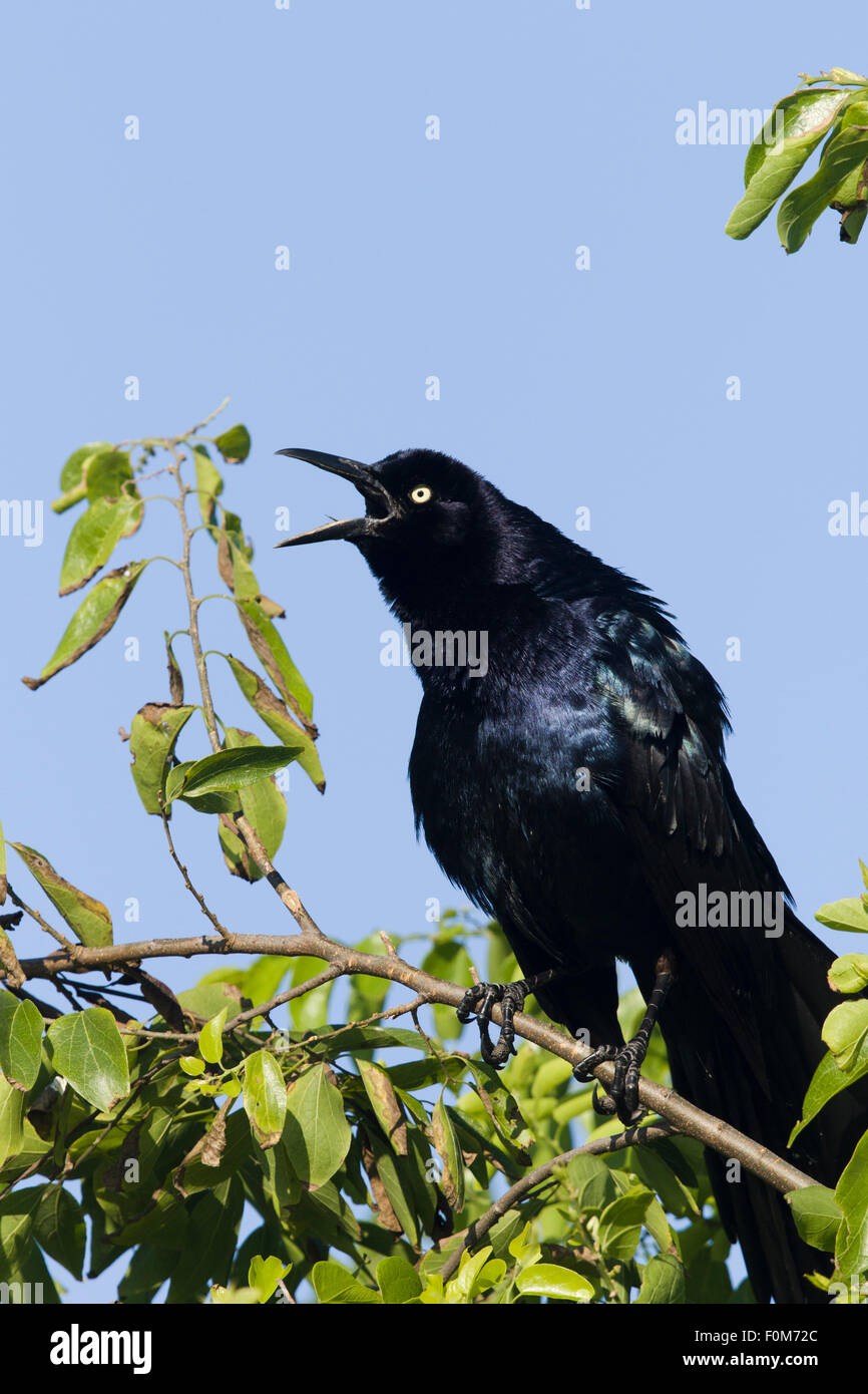 Grackles hi-res stock photography and images - Alamy