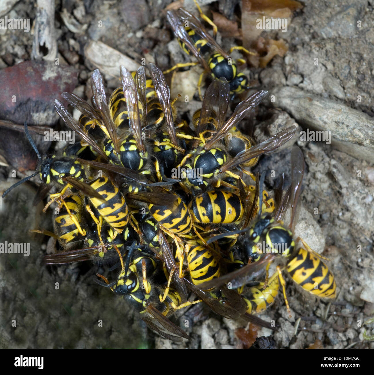 Echte wespen hi-res stock photography and images - Alamy