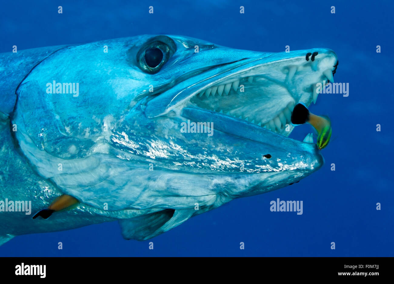 Small barracuda hi-res stock photography and images - Alamy