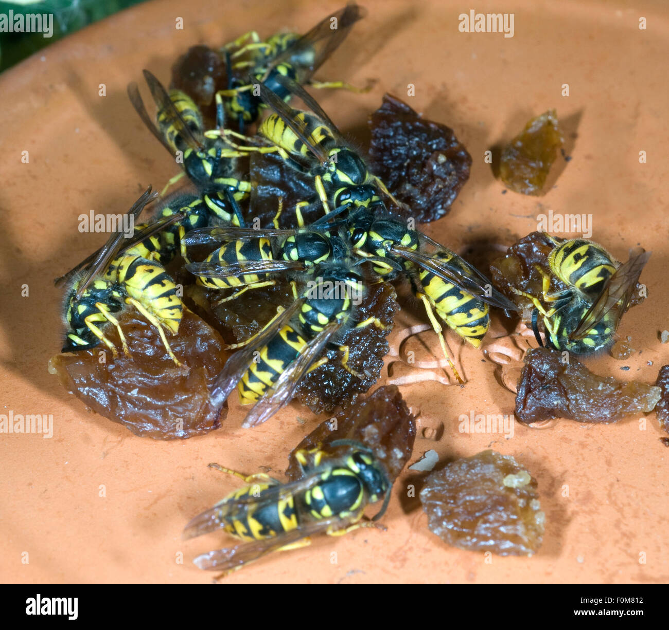 Echte wespen hi-res stock photography and images - Alamy