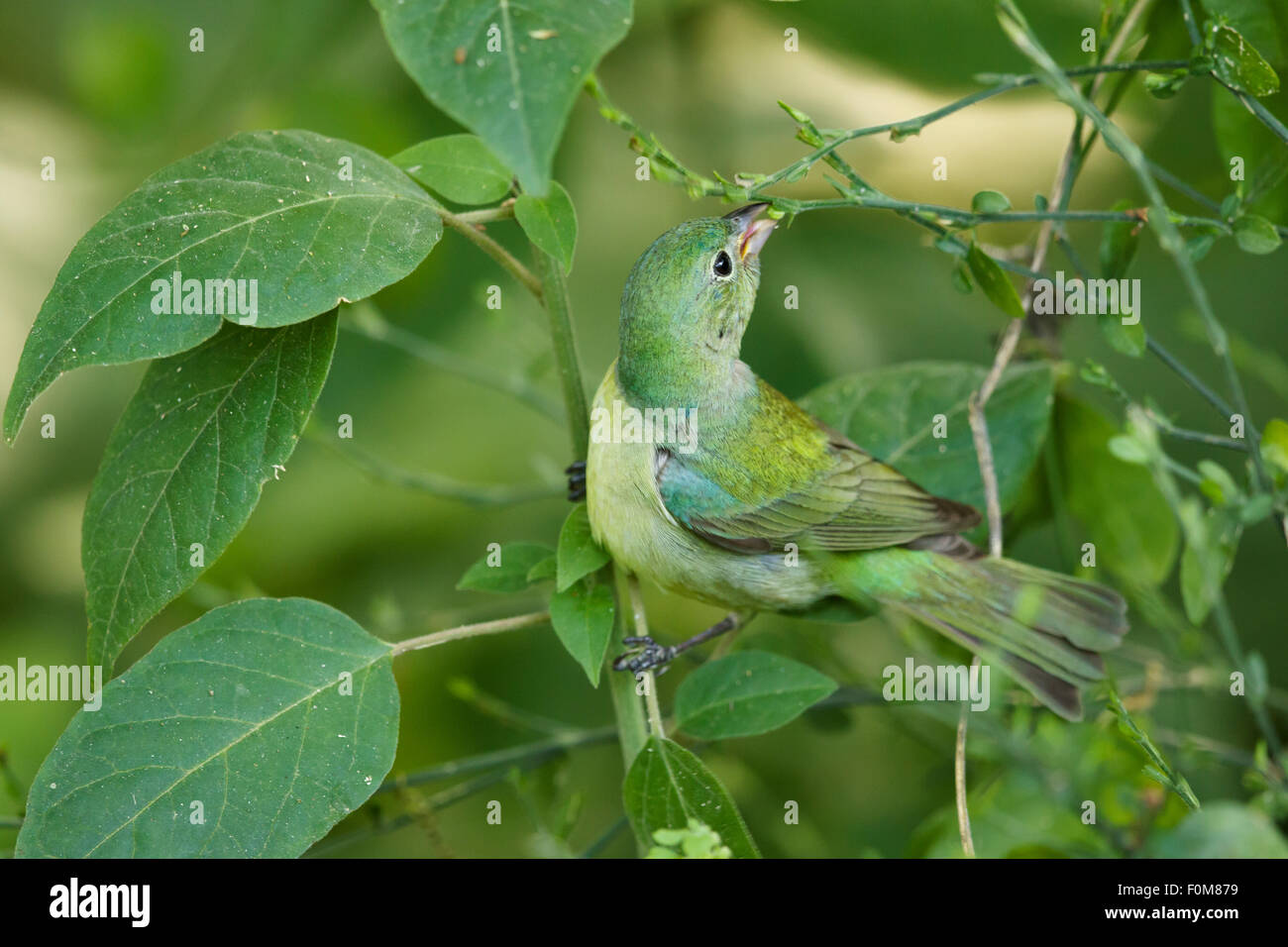 Female Painted Bunting Stock Photos & Female Painted Bunting Stock ...