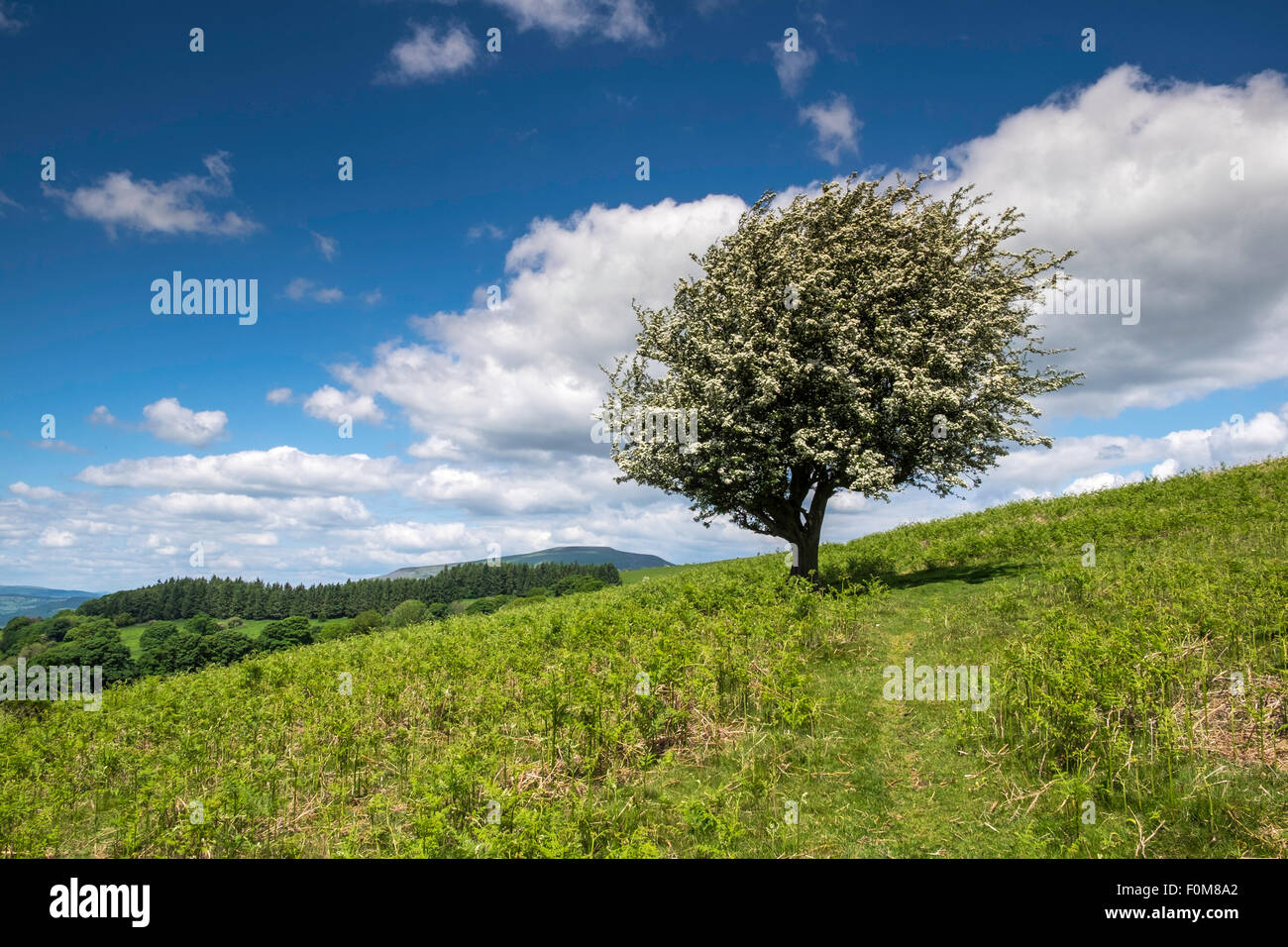 Hawthorn tree hi-res stock photography and images - Alamy