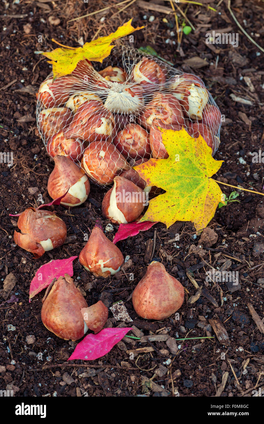 Tulip bulbs ready to plant in the home garden Stock Photo - Alamy