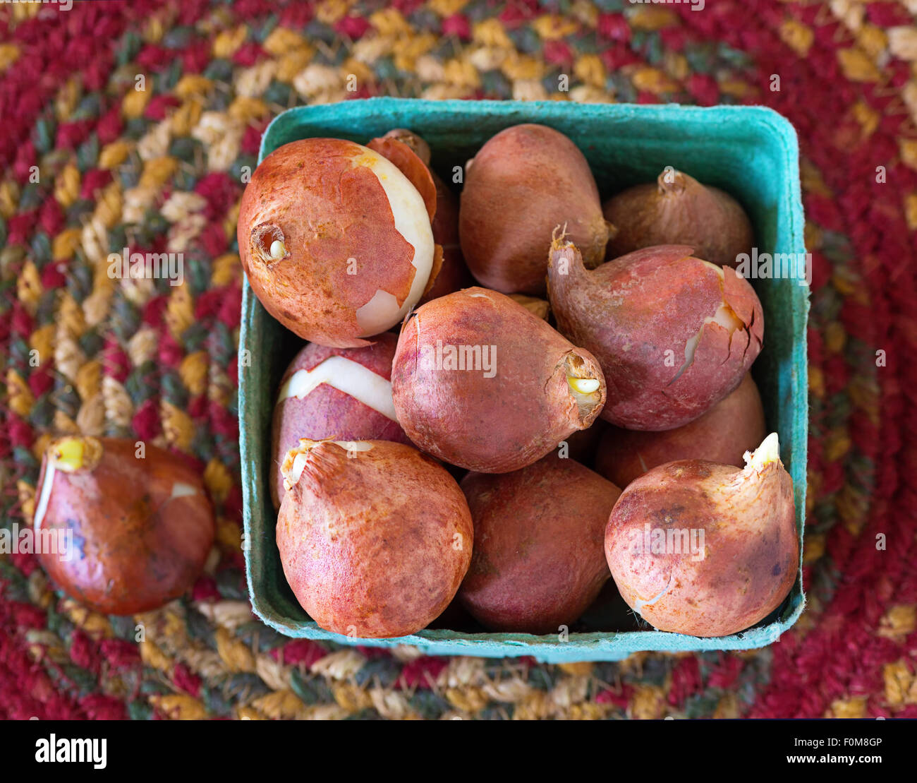 Bulbs and seed hi-res stock photography and images - Alamy