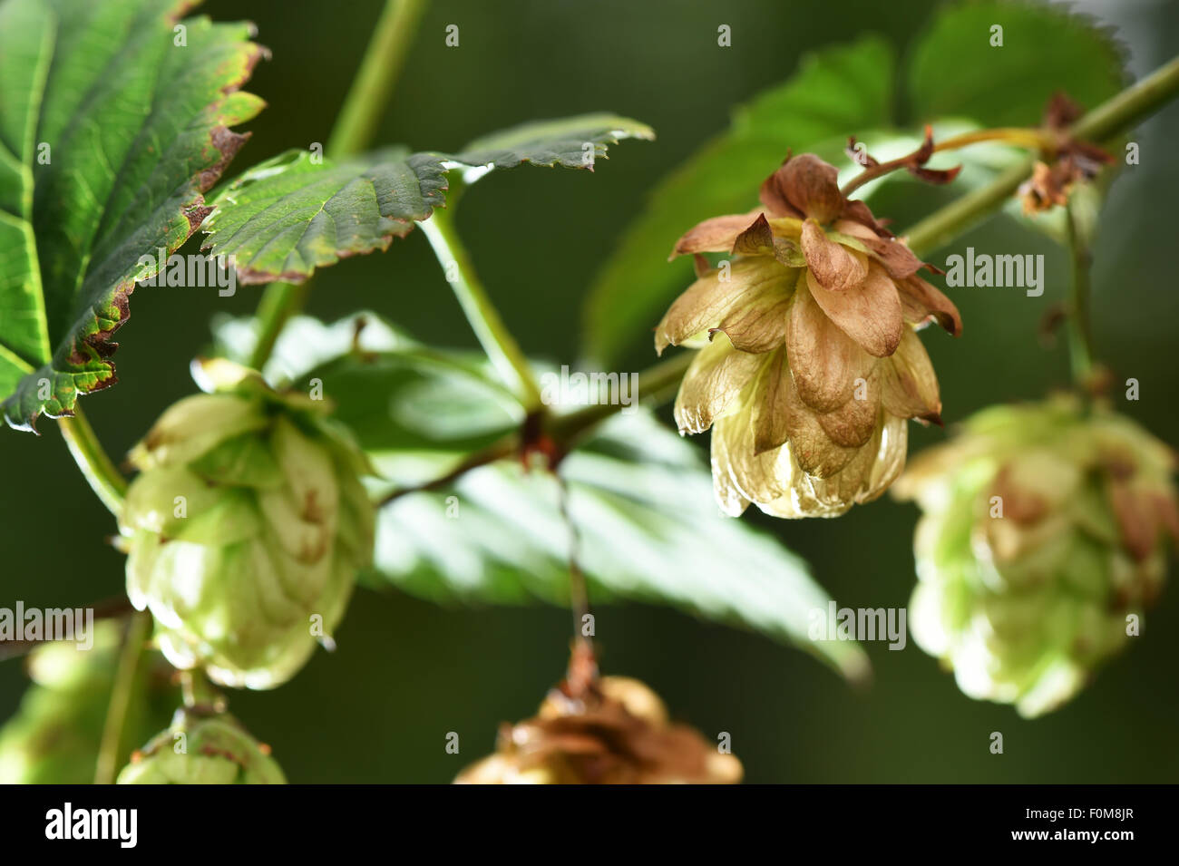 Tettnang, Germany. 17th Aug, 2015. Two brown hop cones pictured next to ...