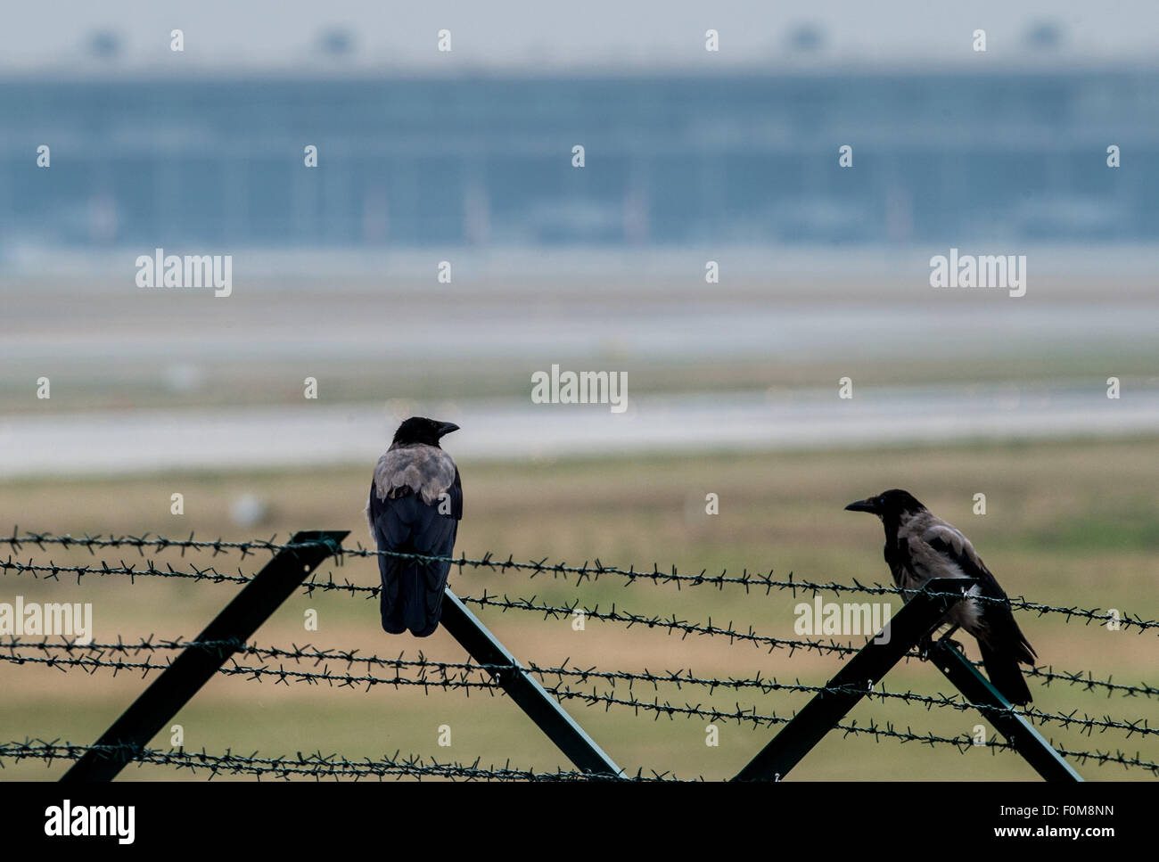 Schoenefeld, Germany. 18th Aug, 2015. Two hooded crows sit on the ...
