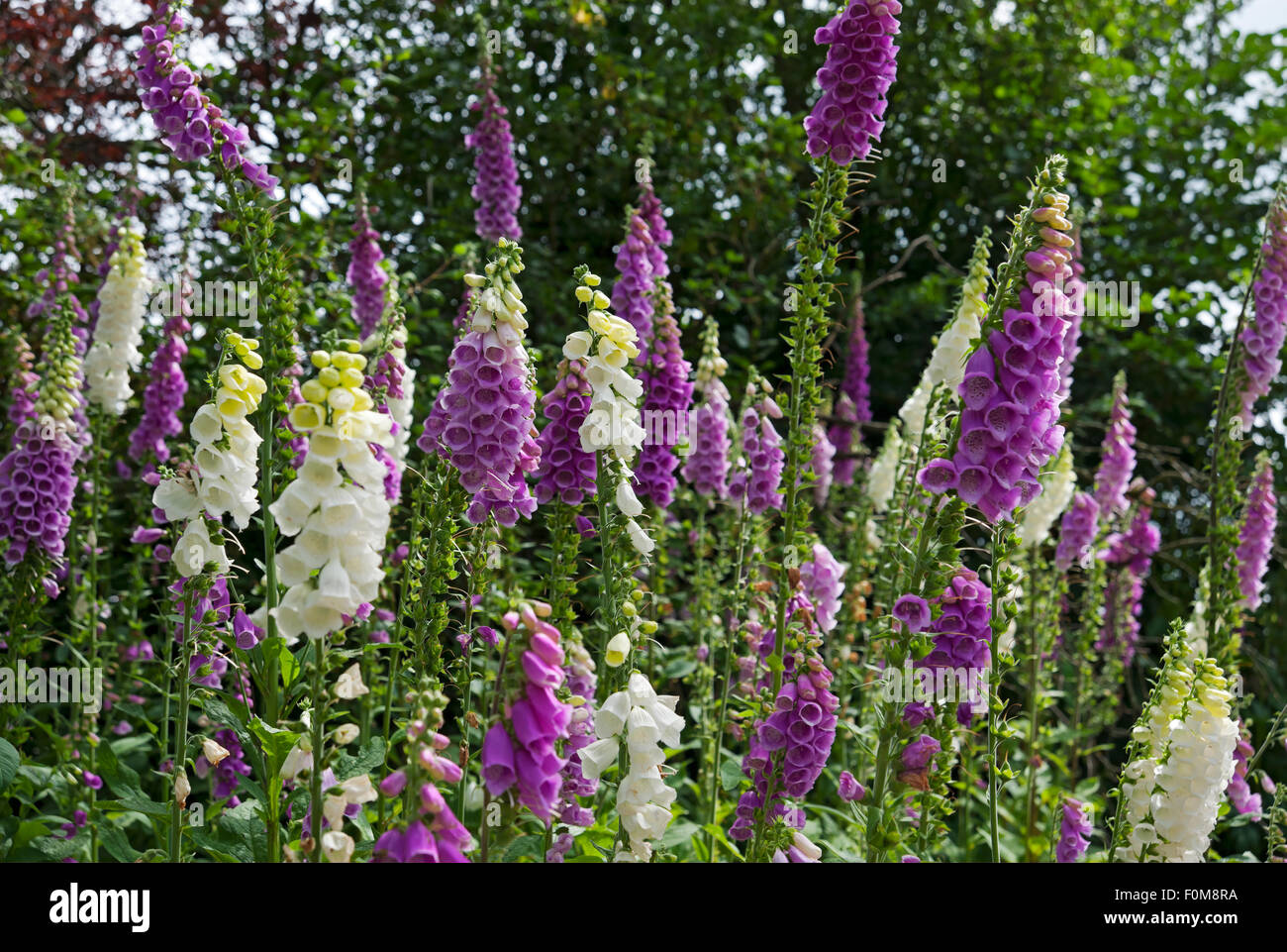 White foxgloves border hi-res stock photography and images - Alamy